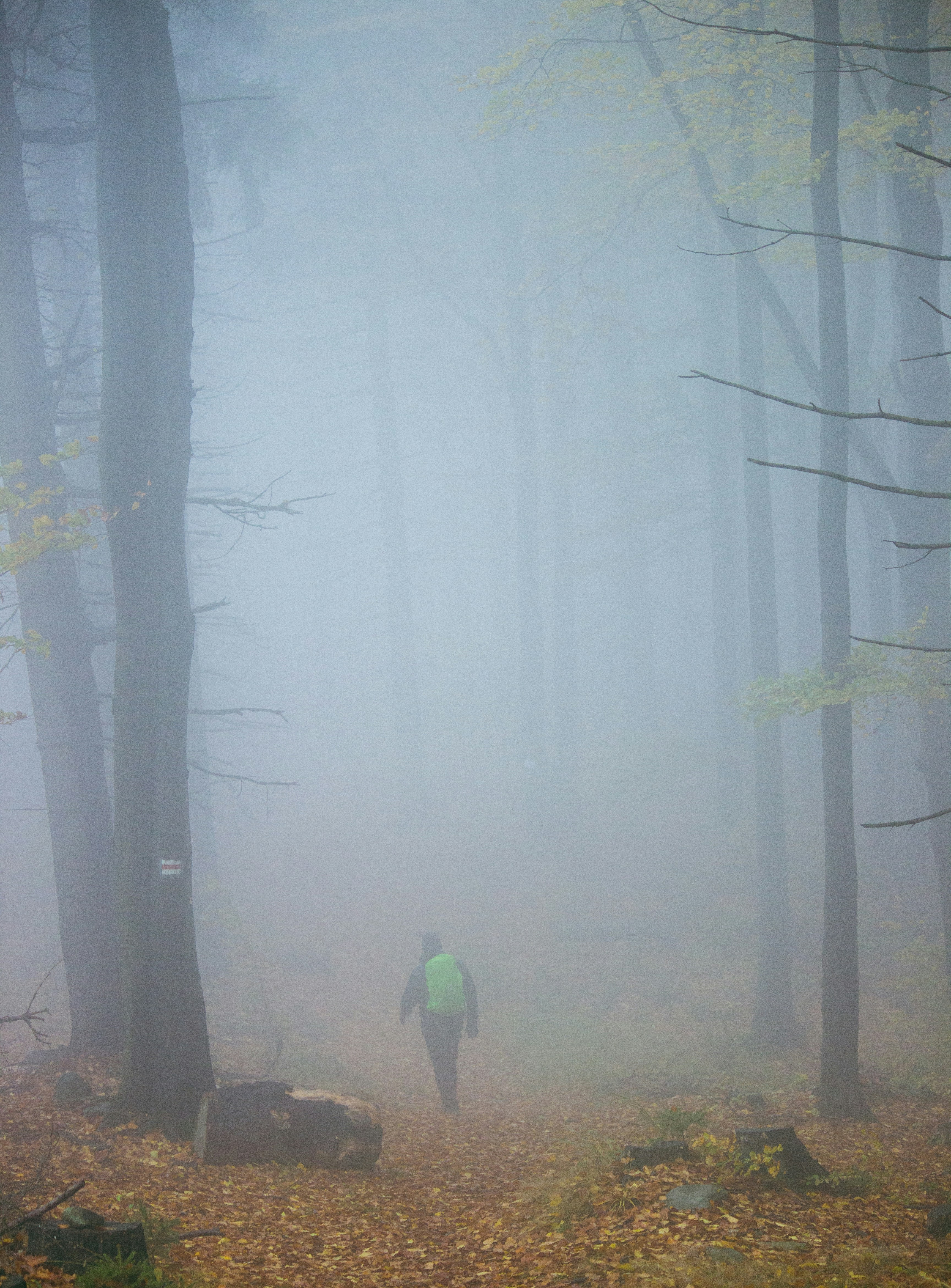 Foto Una persona caminando en un bosque brumoso – Imagen Góry Sowie ...