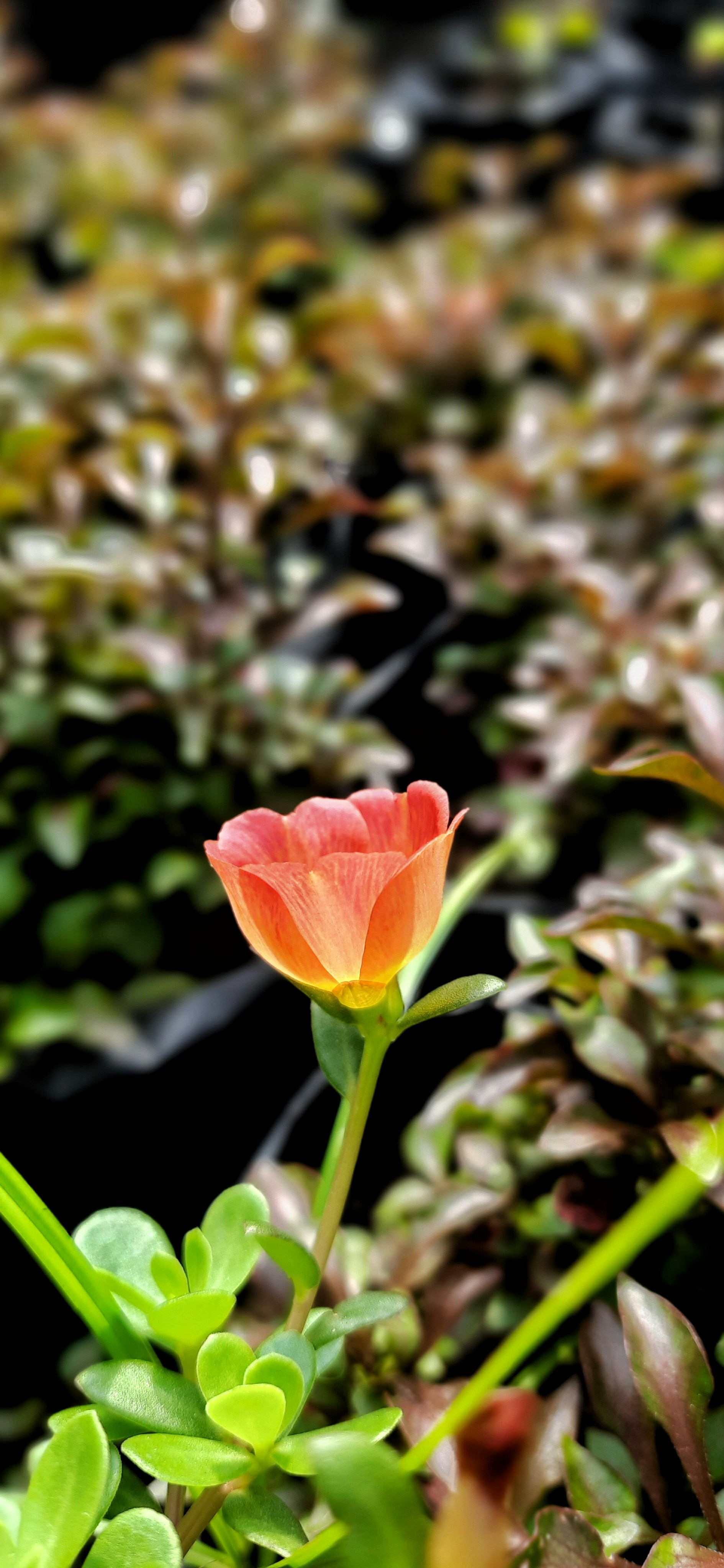 Lonely Coral Bloom Reaching Through a Sea of Foliage