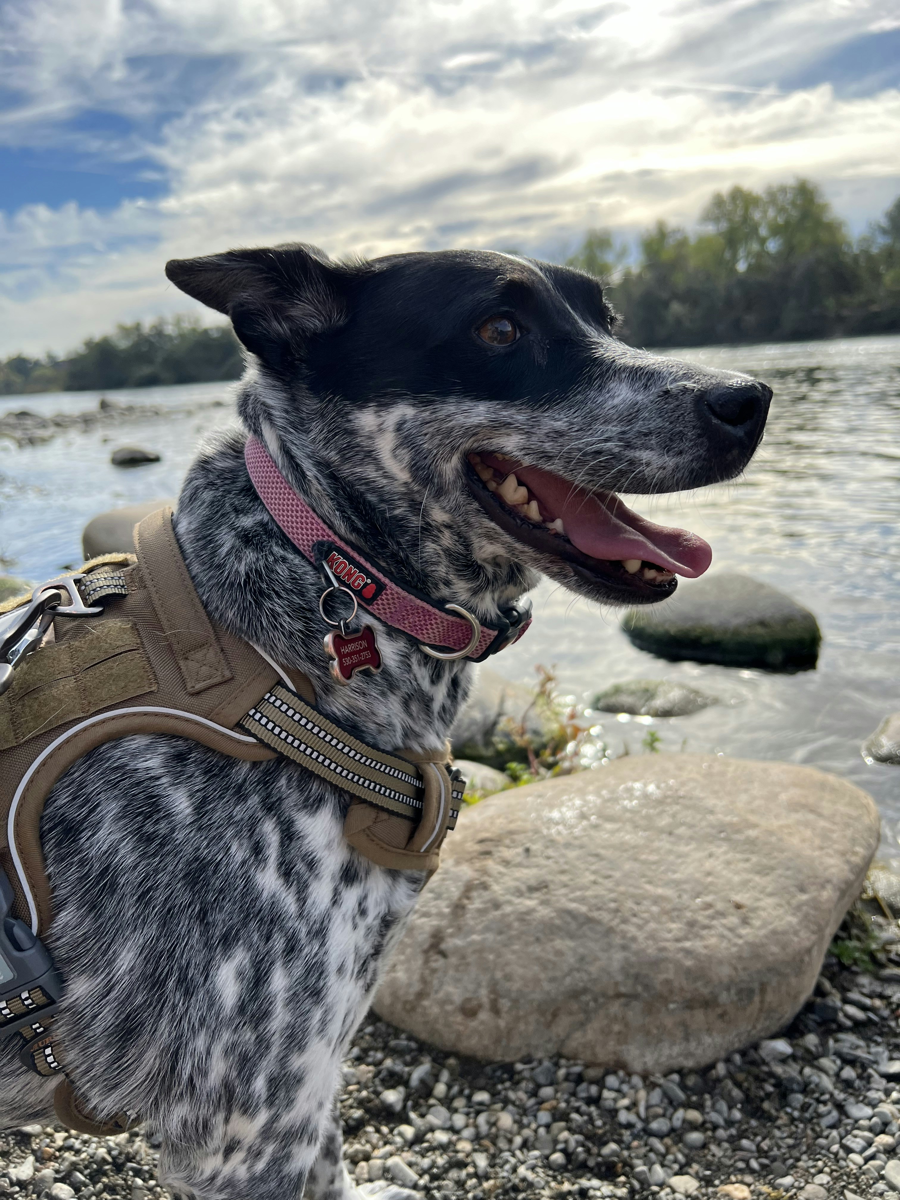 Joyful Riverbank Companion