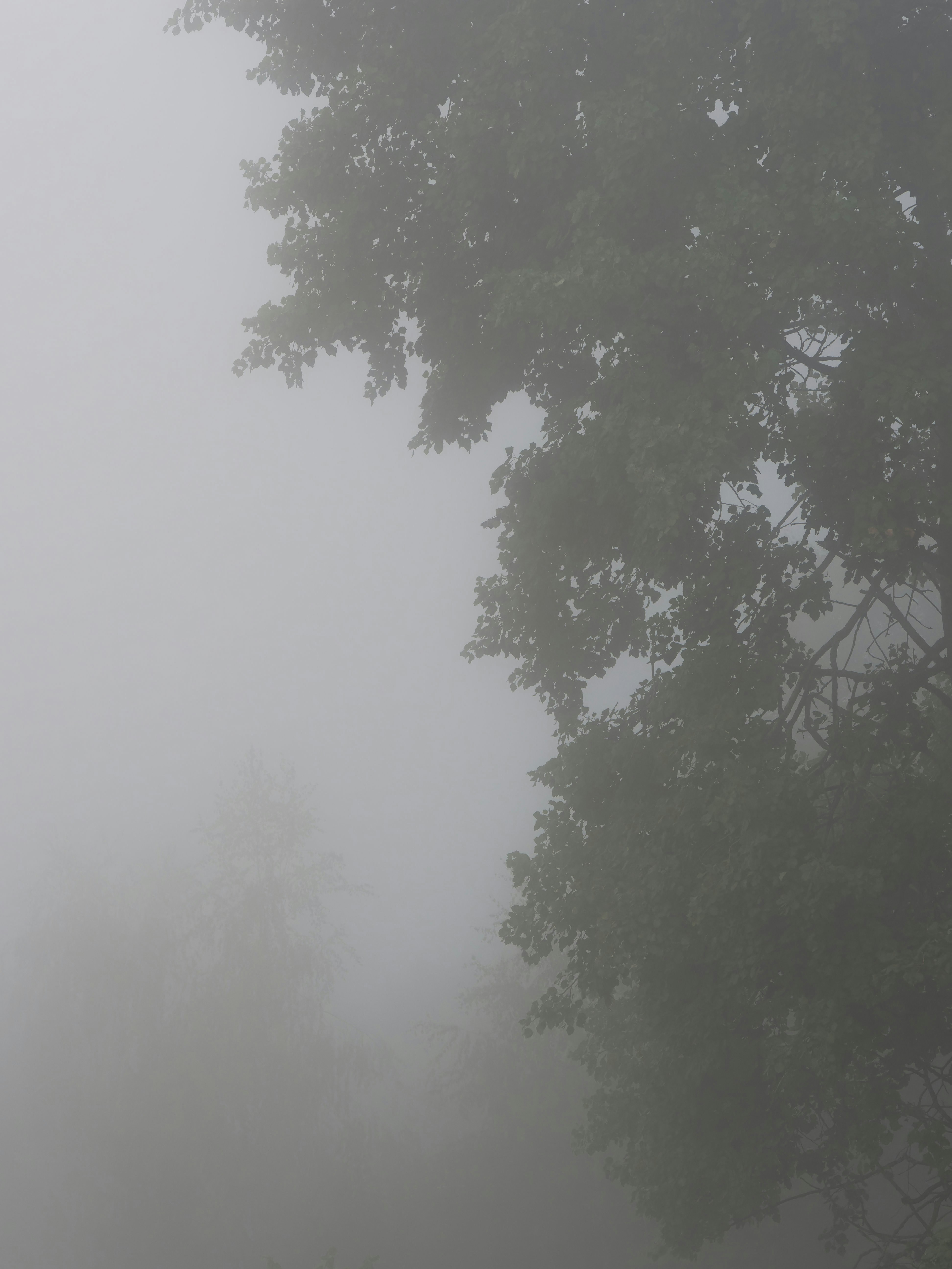 A tree with fog around it photo – Free Tree in fog Image on Unsplash