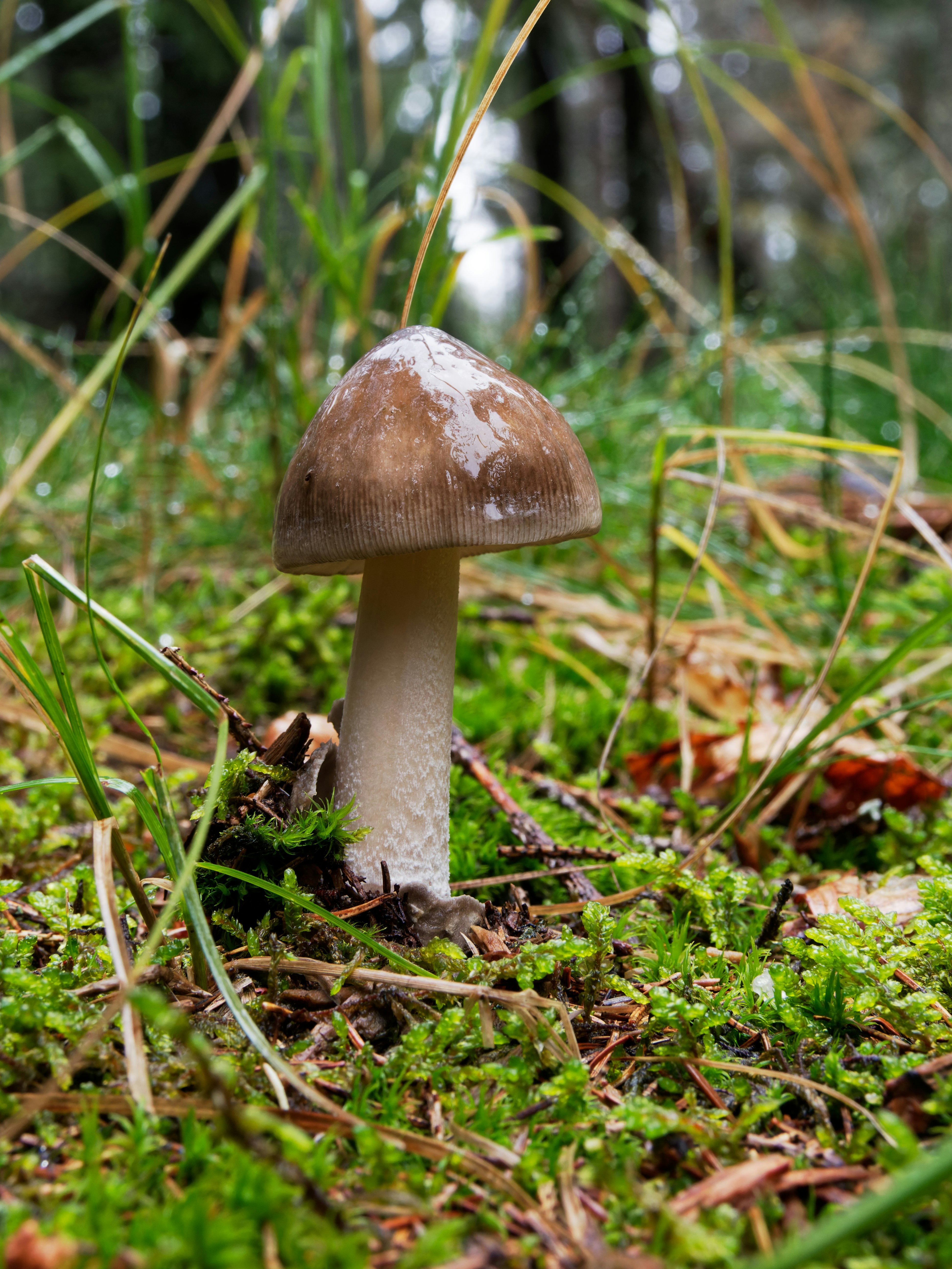 Un champignon poussant dans l’herbe photo – Photo Champignon Gratuite ...