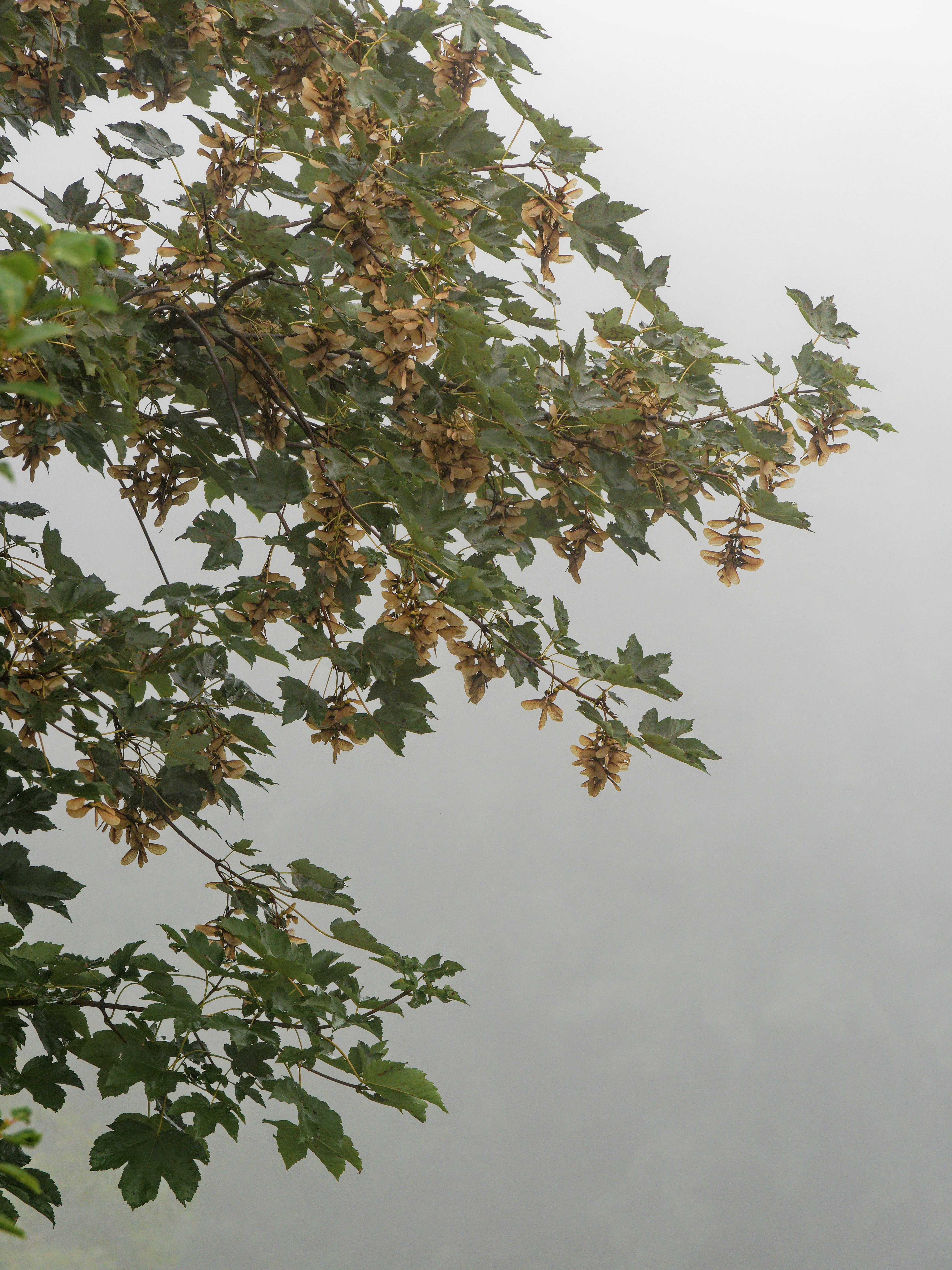 Golden leaves of a tree partially obscured by a soft blanket of fog, evoking a serene autumn atmosphere.