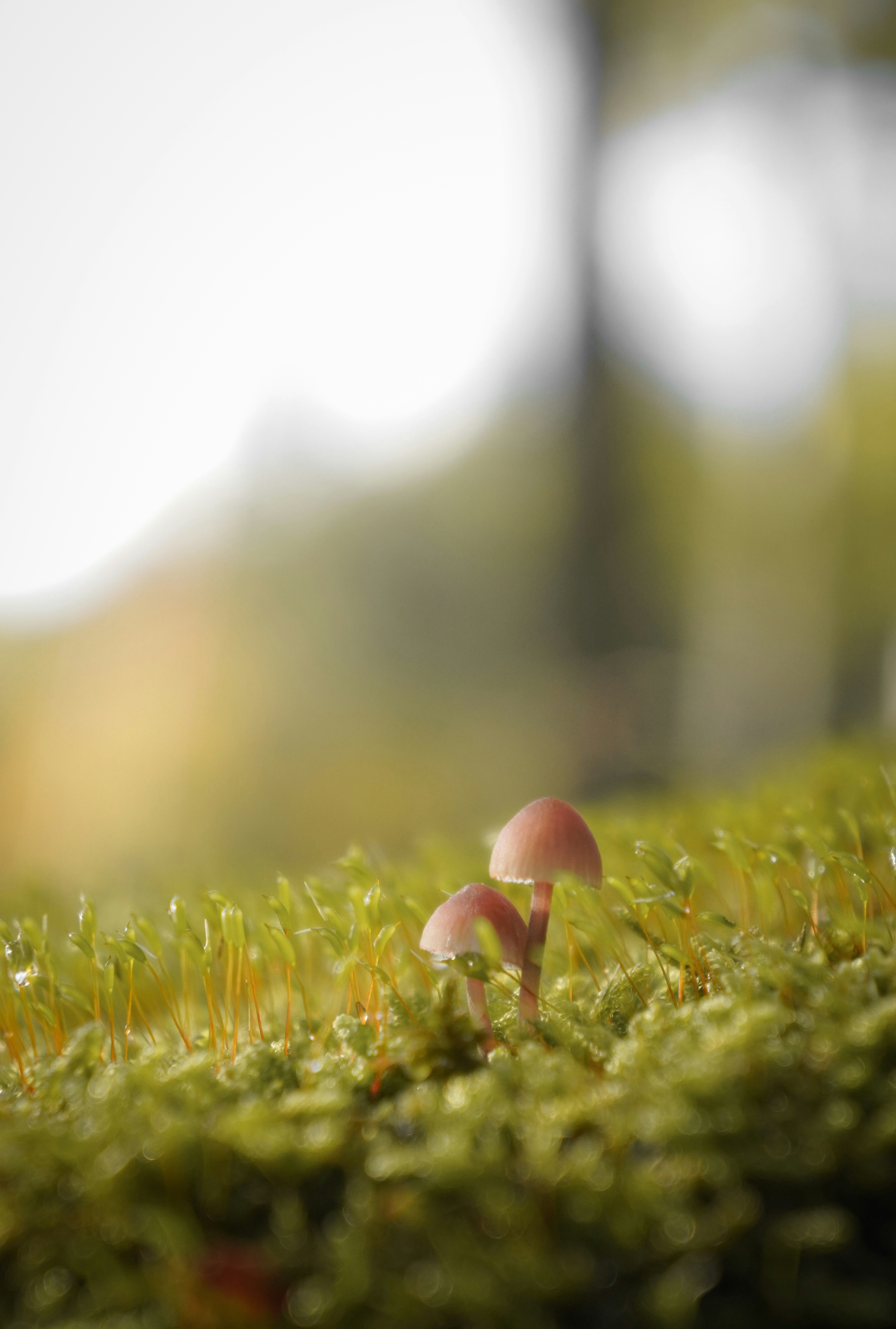 Red-Capped Mushrooms Nestling in Velvet Moss Under Quiet Forest Light
