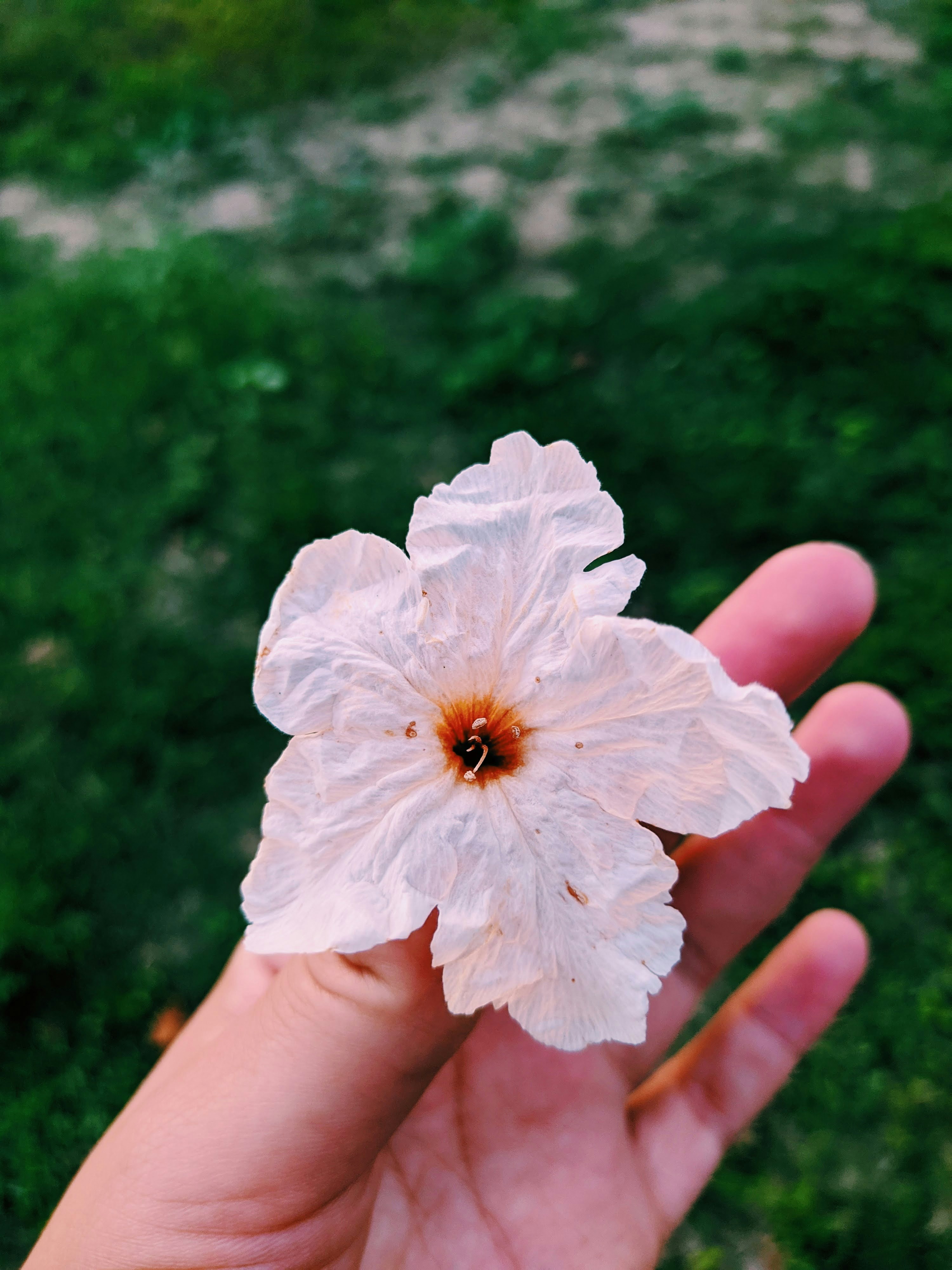 a hand holding a flower