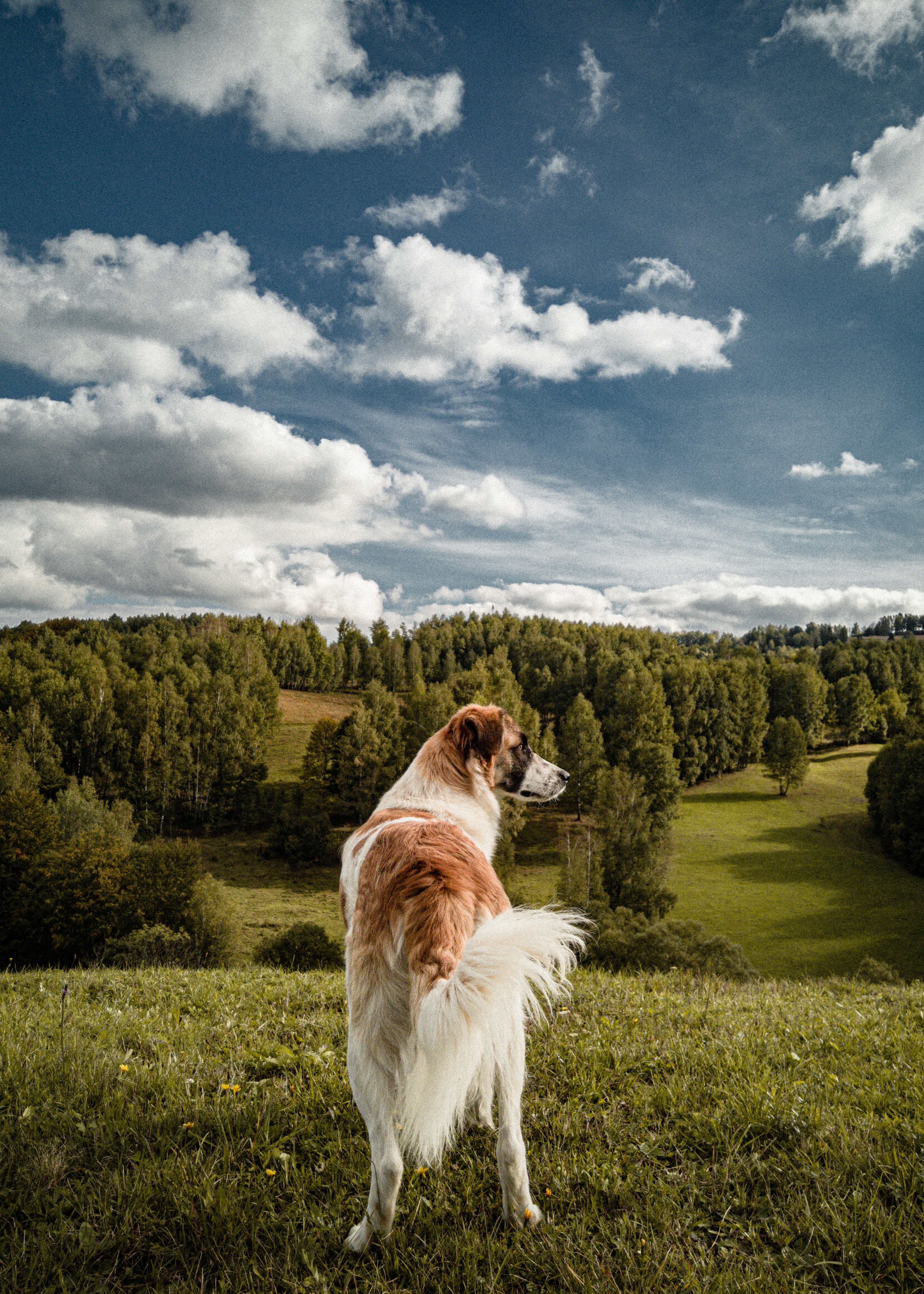 Atop the Hill: A Collie Scans the Verdant Valley
