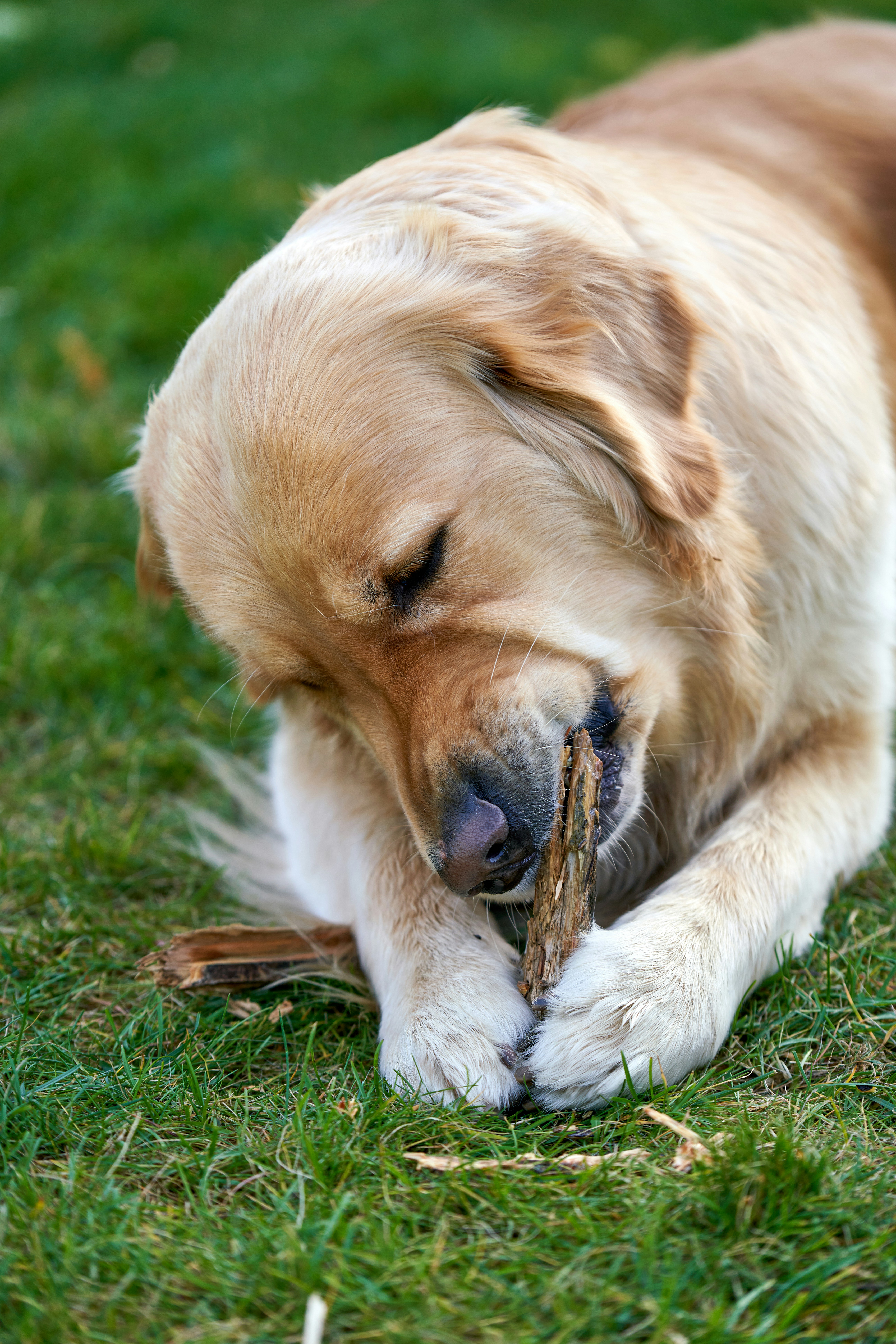 Whittle and Wag: Golden Retriever Delicately Chews a Twig on the Grass