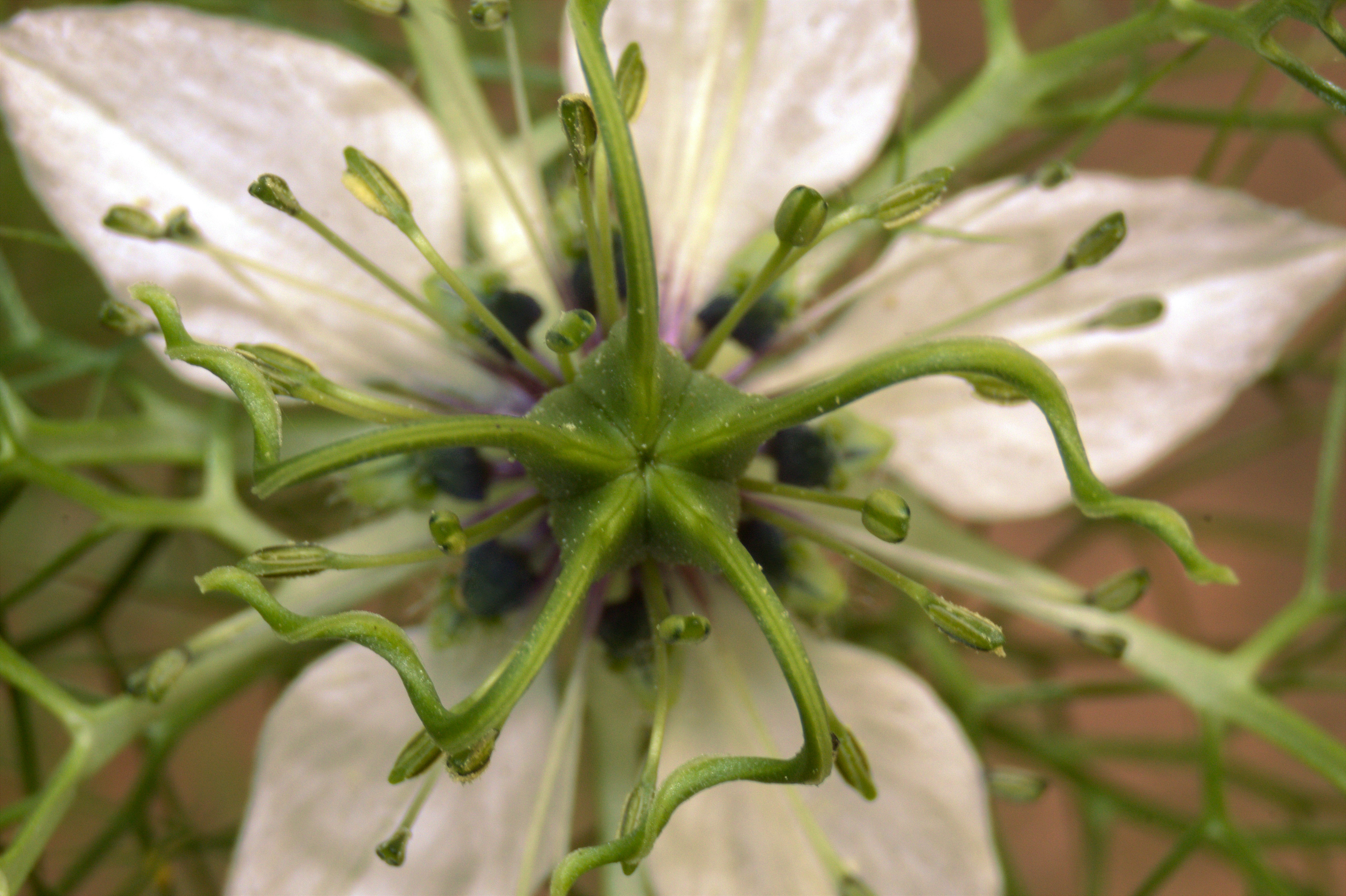 Un primer plano de una flor foto – Imagen de Milton Keynes gratuita en ...