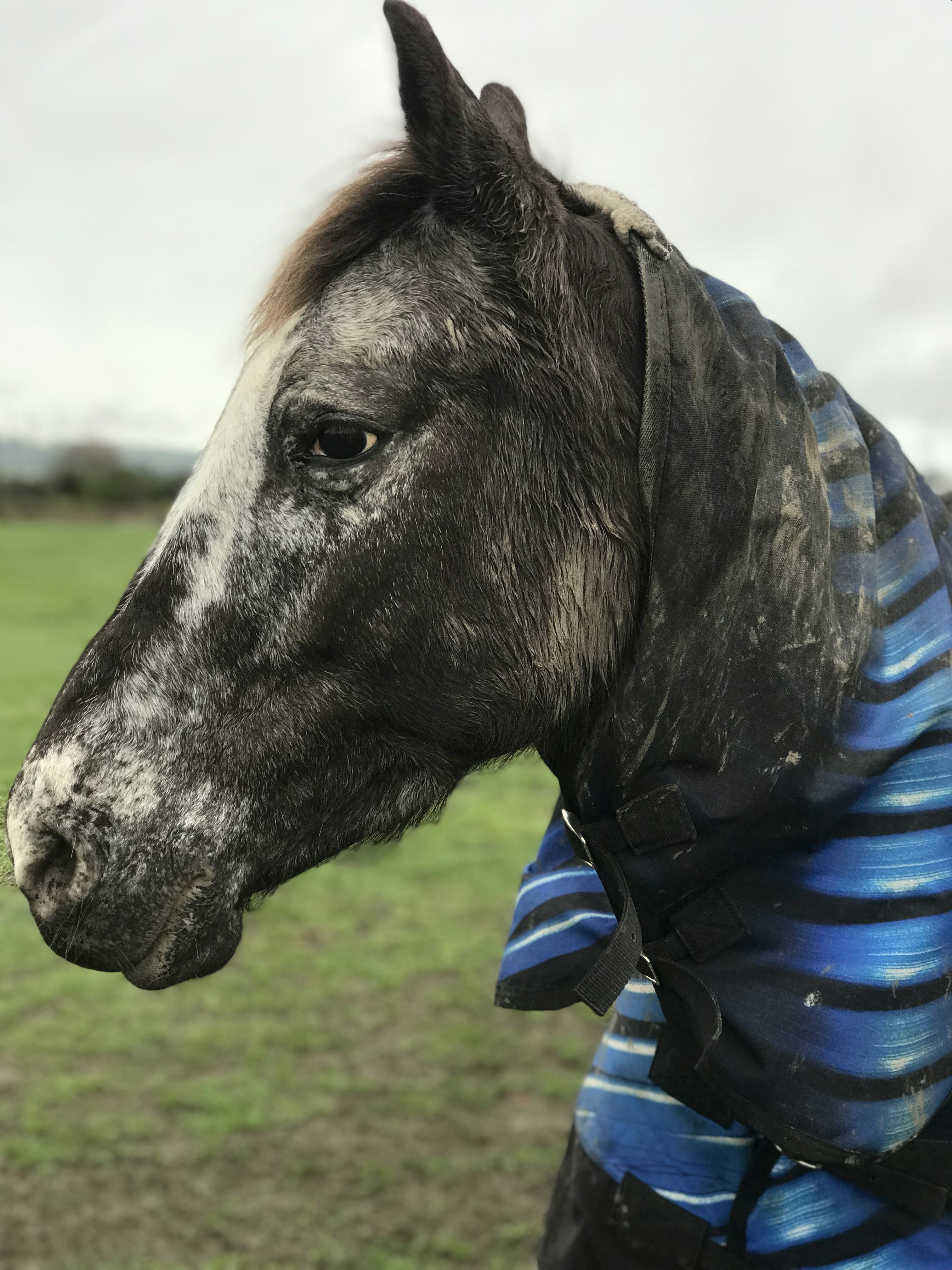 Close-Up Portrait of a Gray Horse in a Blue Striped Blanket