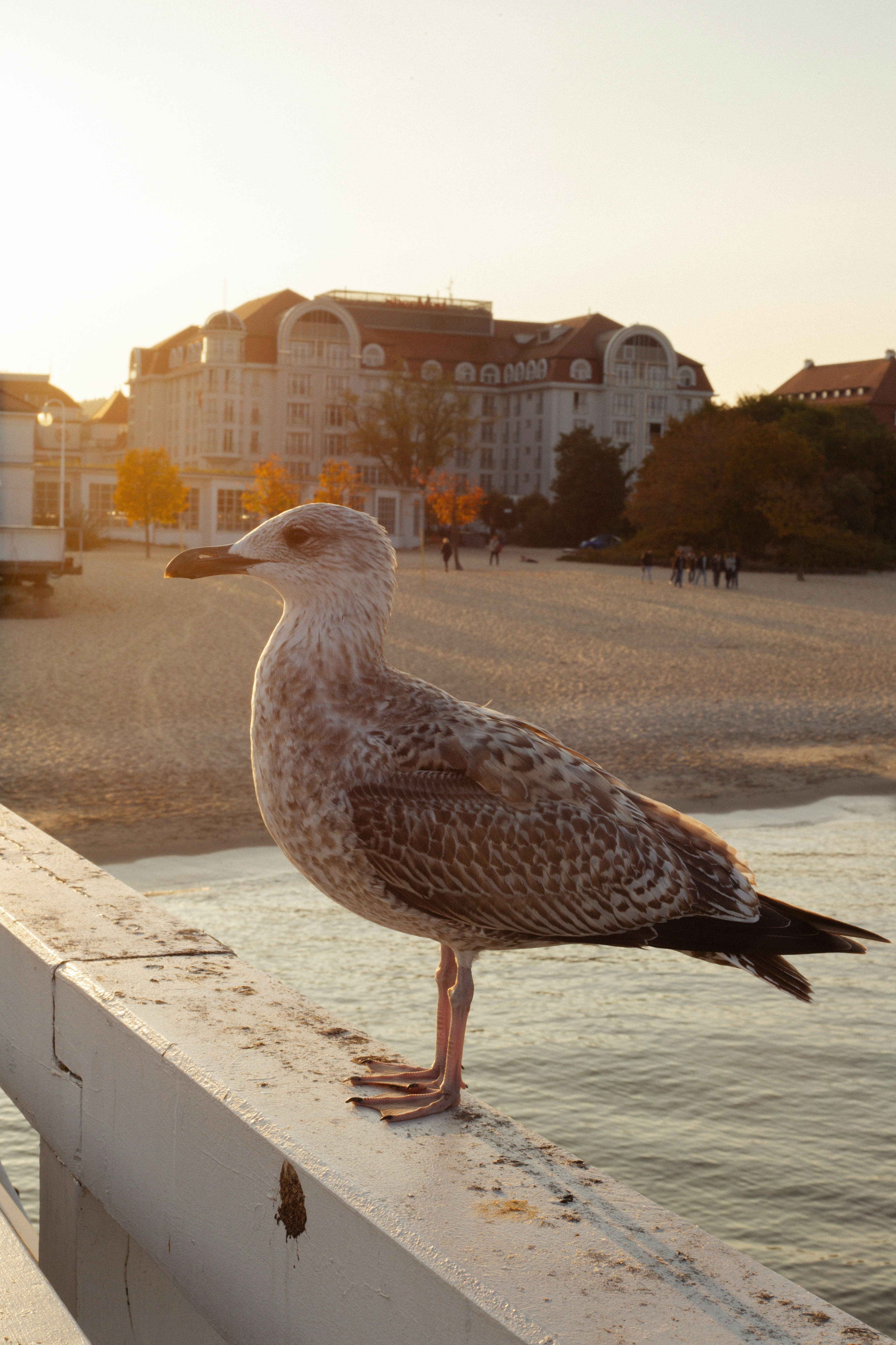 A bird standing on a ledge photo – Free Sopot Image on Unsplash