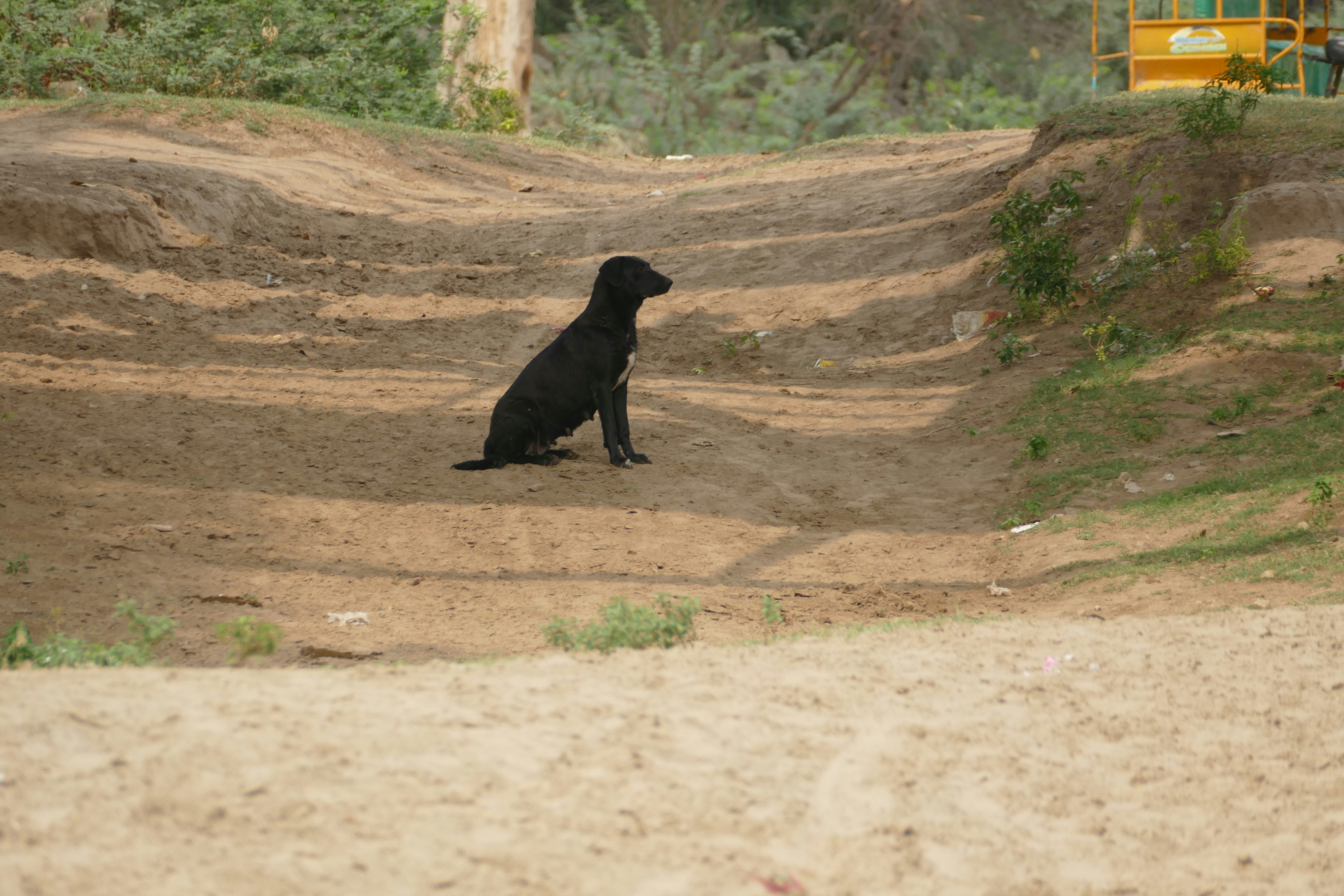 Lone Black Dog on a Dusty Path Beneath a Distant Yellow Machine