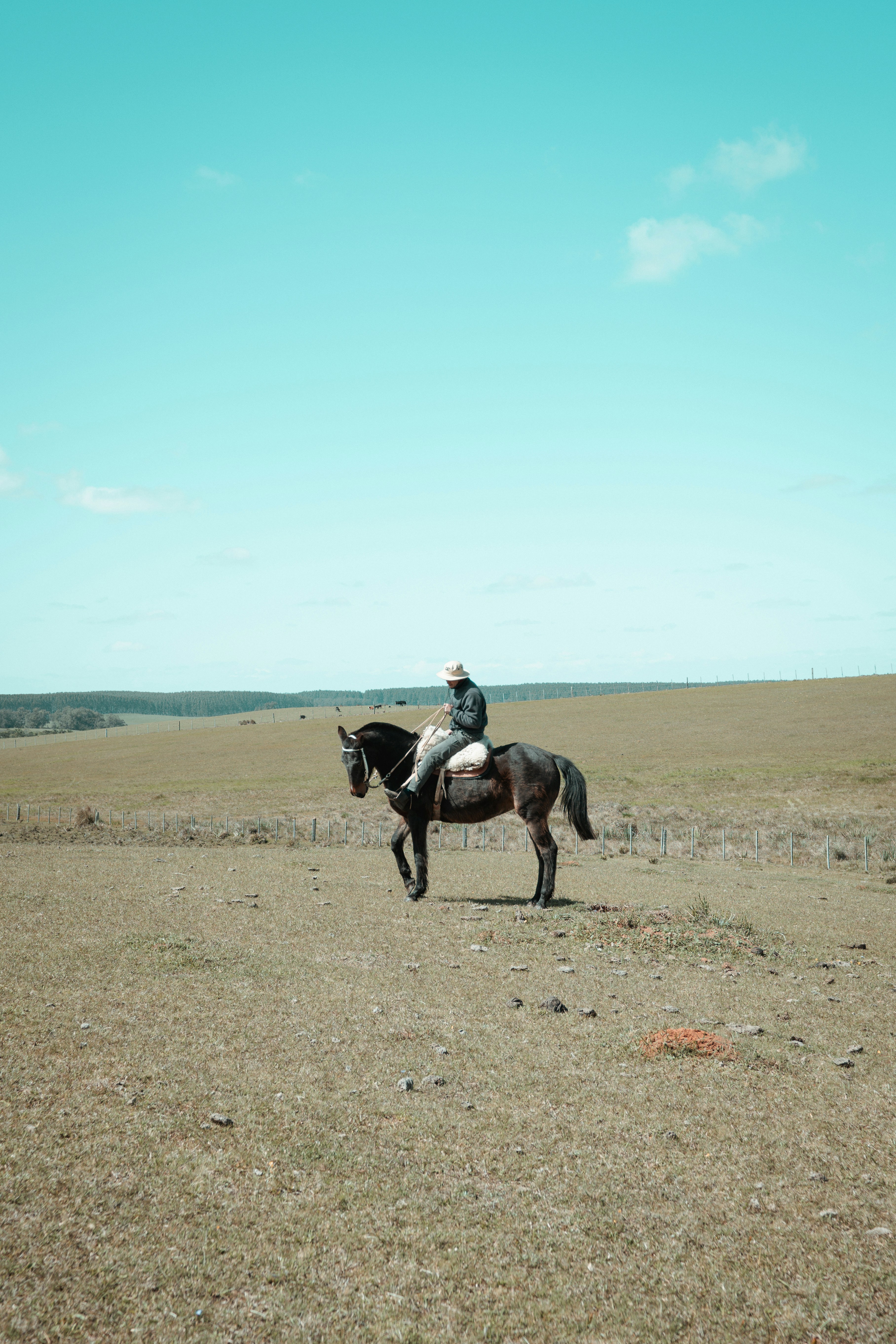 A person riding a horse photo – Free Horse Image on Unsplash