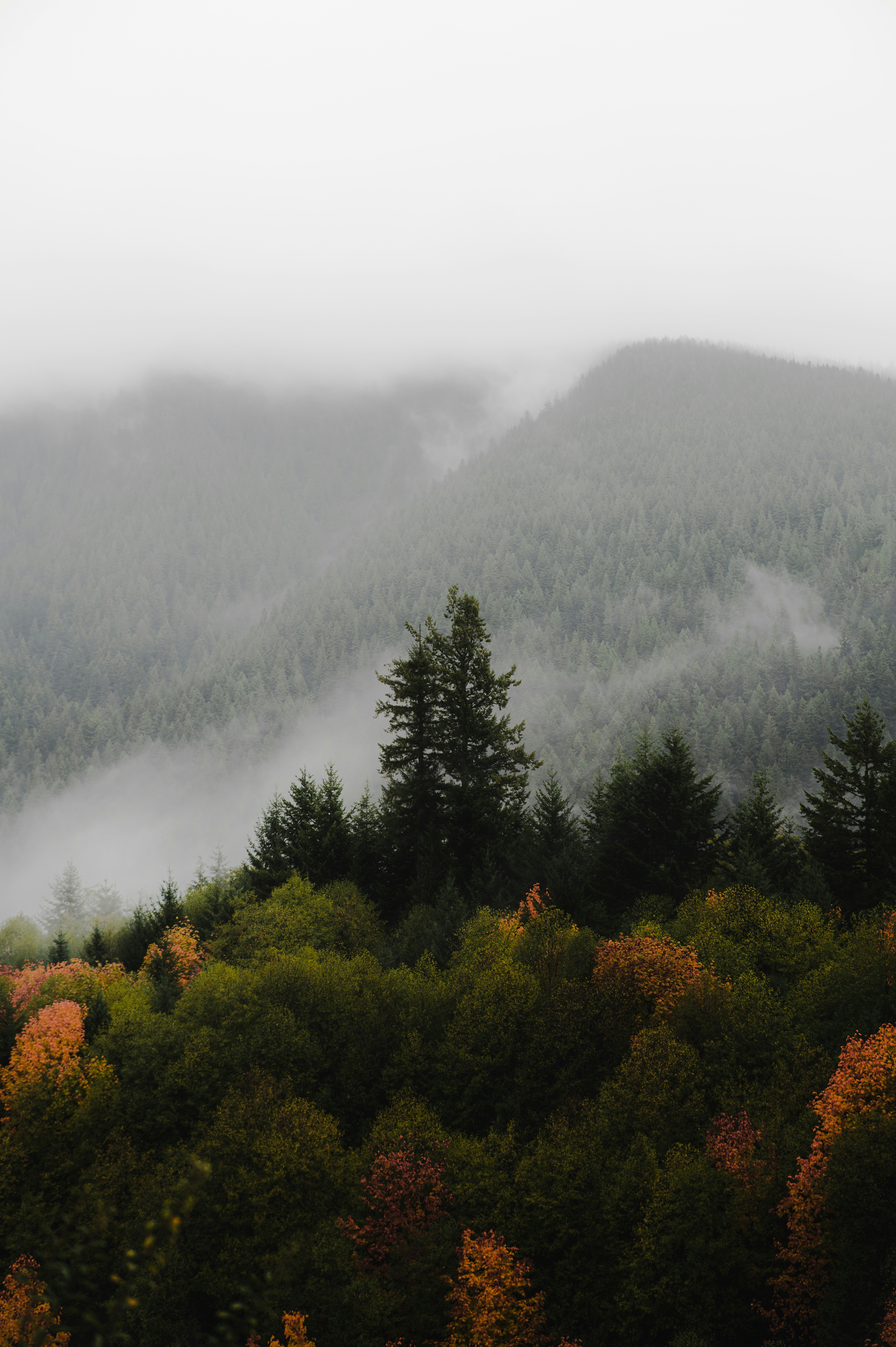 Evergreen Trees Forest Tumblr