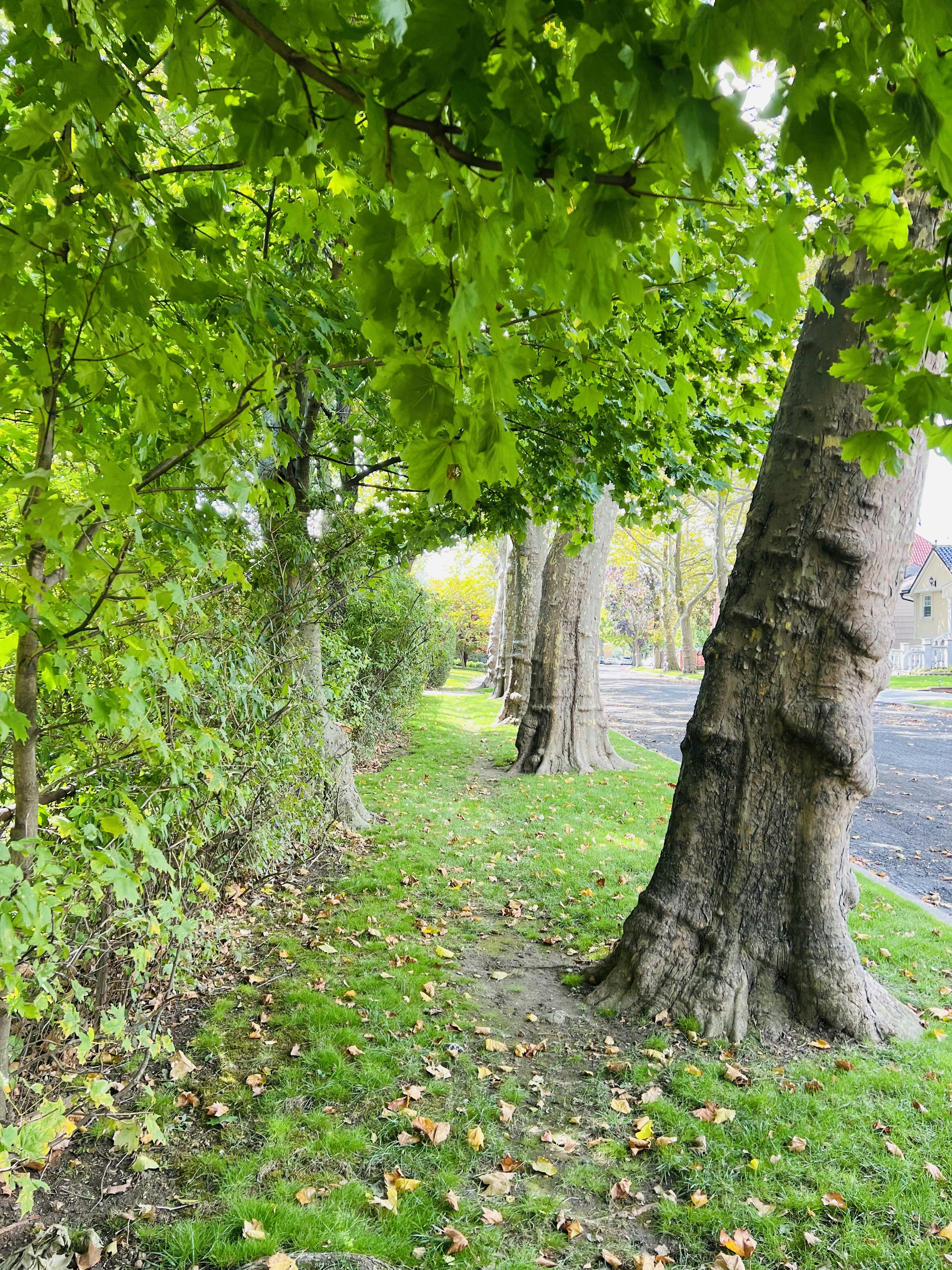 Tree-lined street