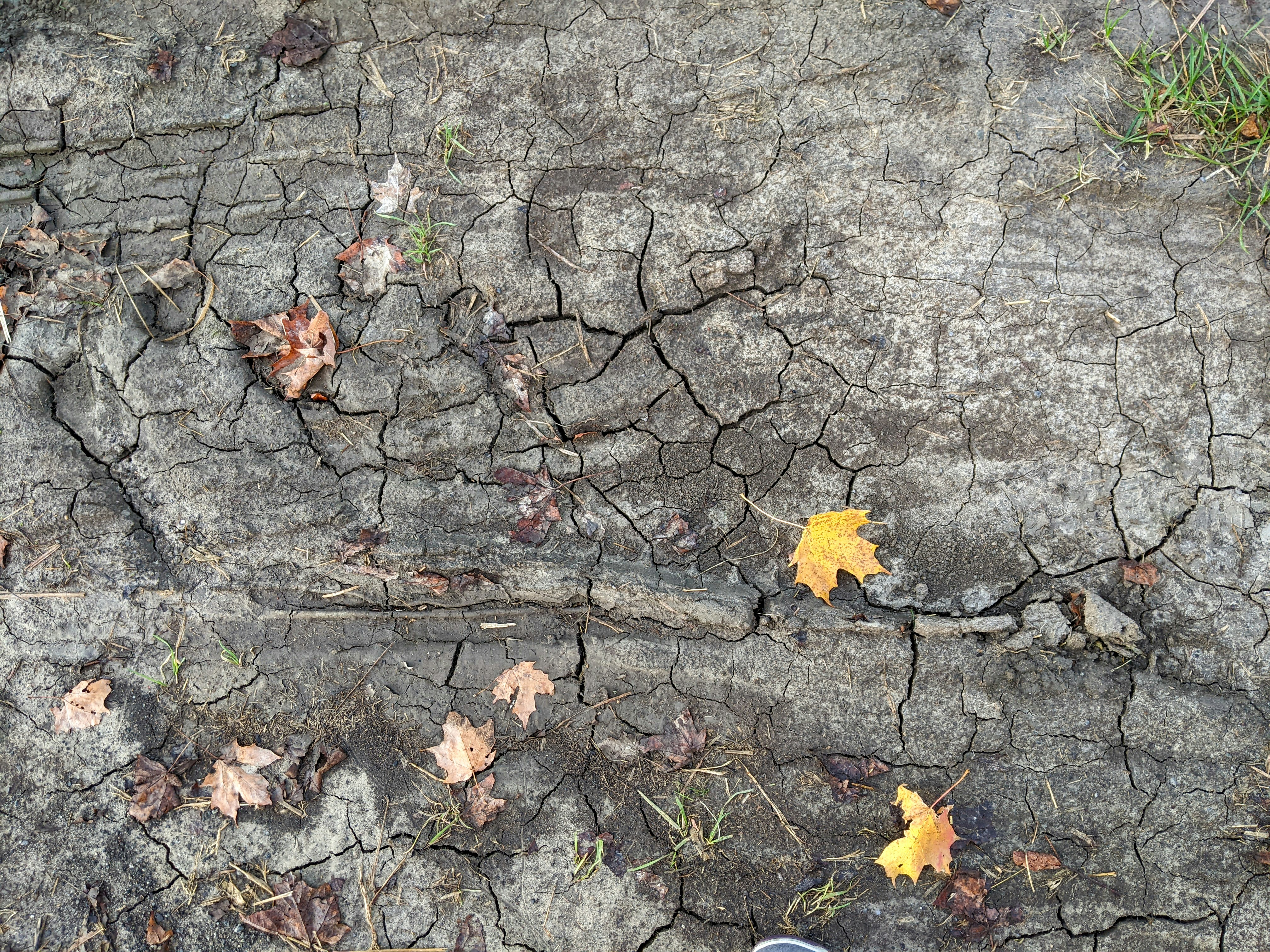 A solitary yellow leaf anchors a mosaic of cracked earth