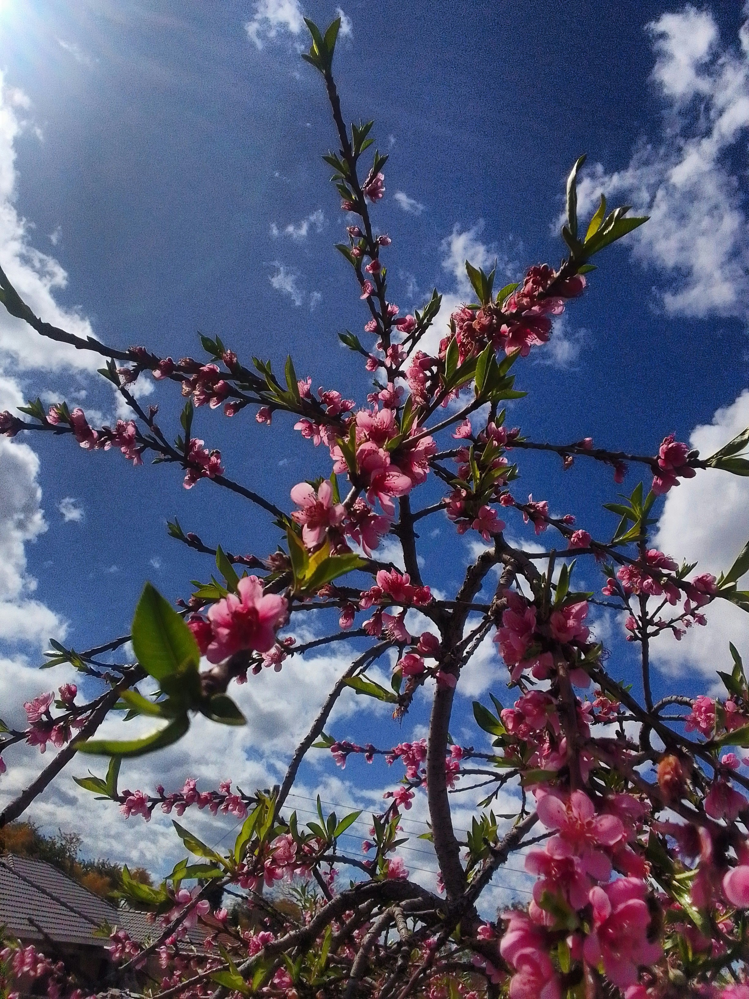 Sky thru peach tree
