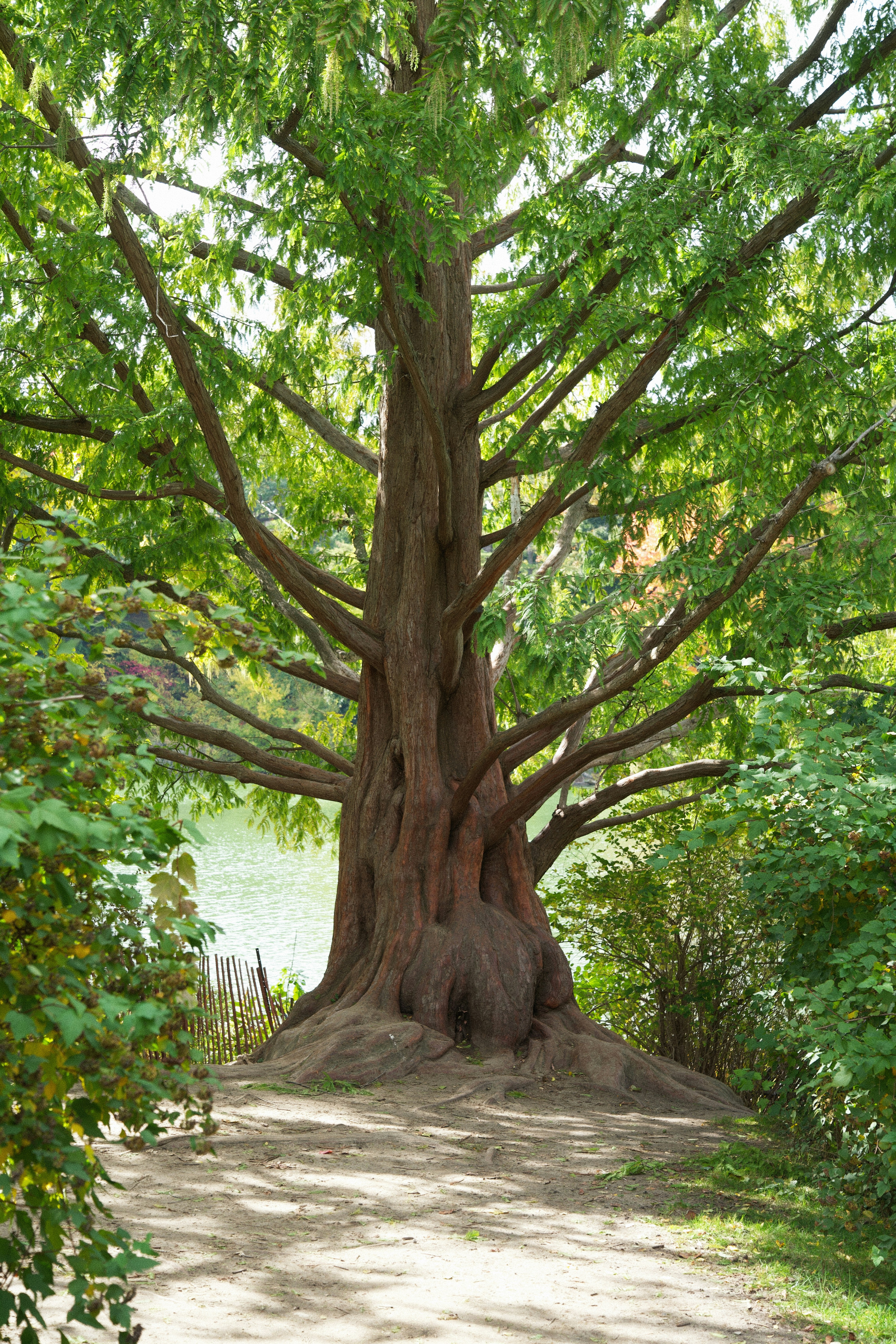 Foto Un gran árbol con muchas ramas – Imagen Sobre gratis en Unsplash