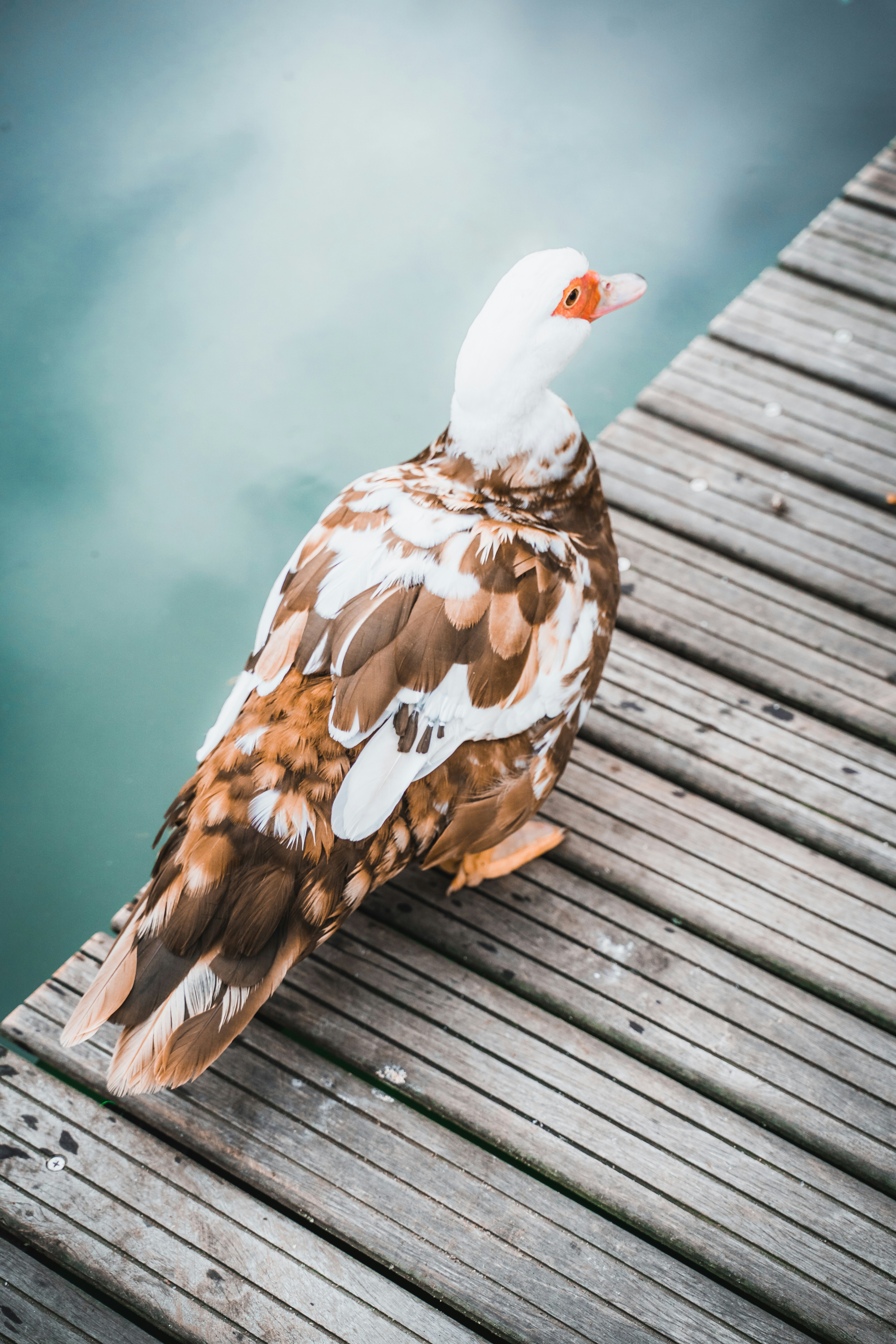 Teal Reflections: A Duck Pauses on a Weathered Dock
