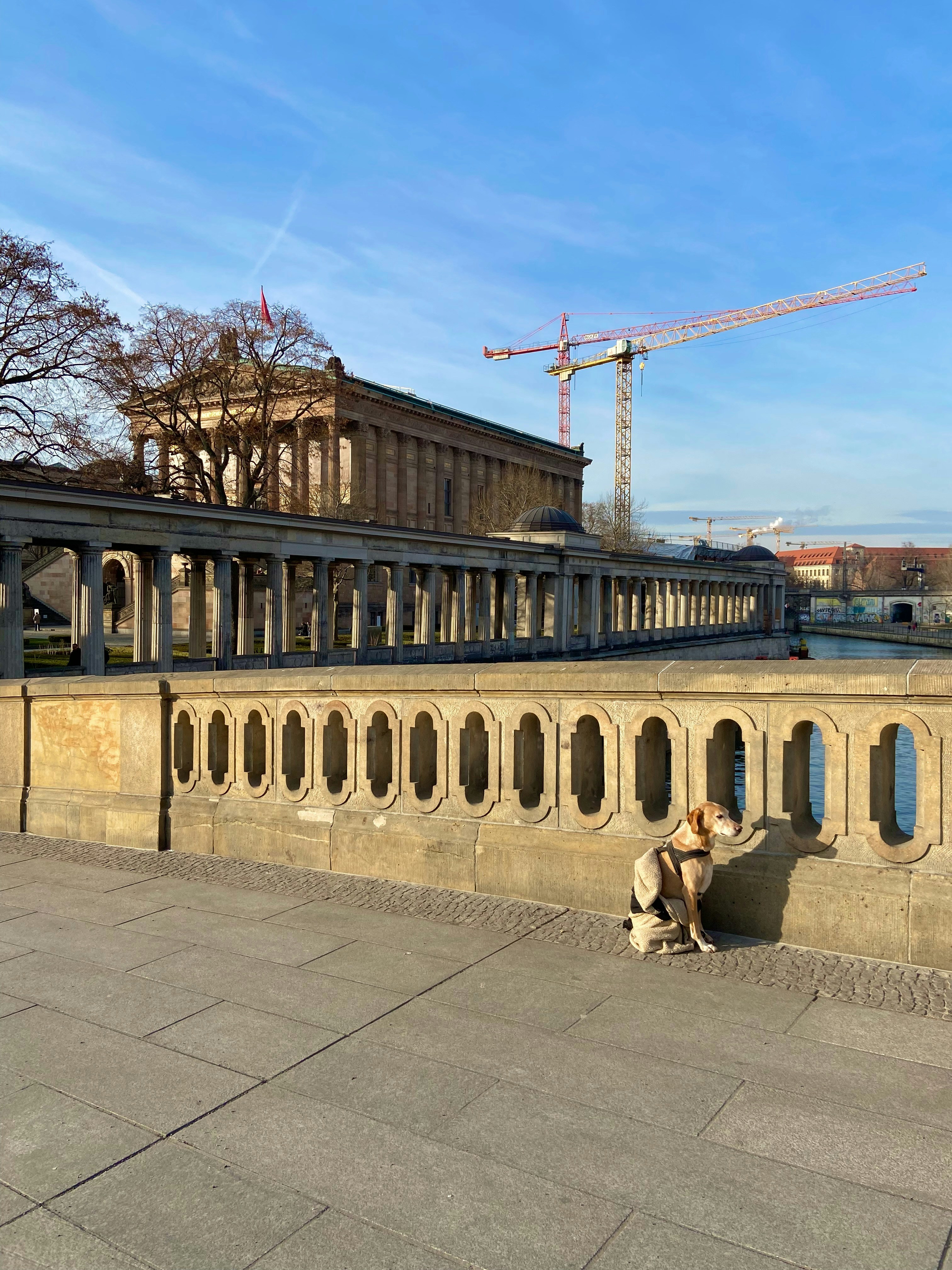 A dog sits thoughtfully by a stone railing, with historic architecture and construction cranes in the background. The scene captures a blend of nature and urban life.