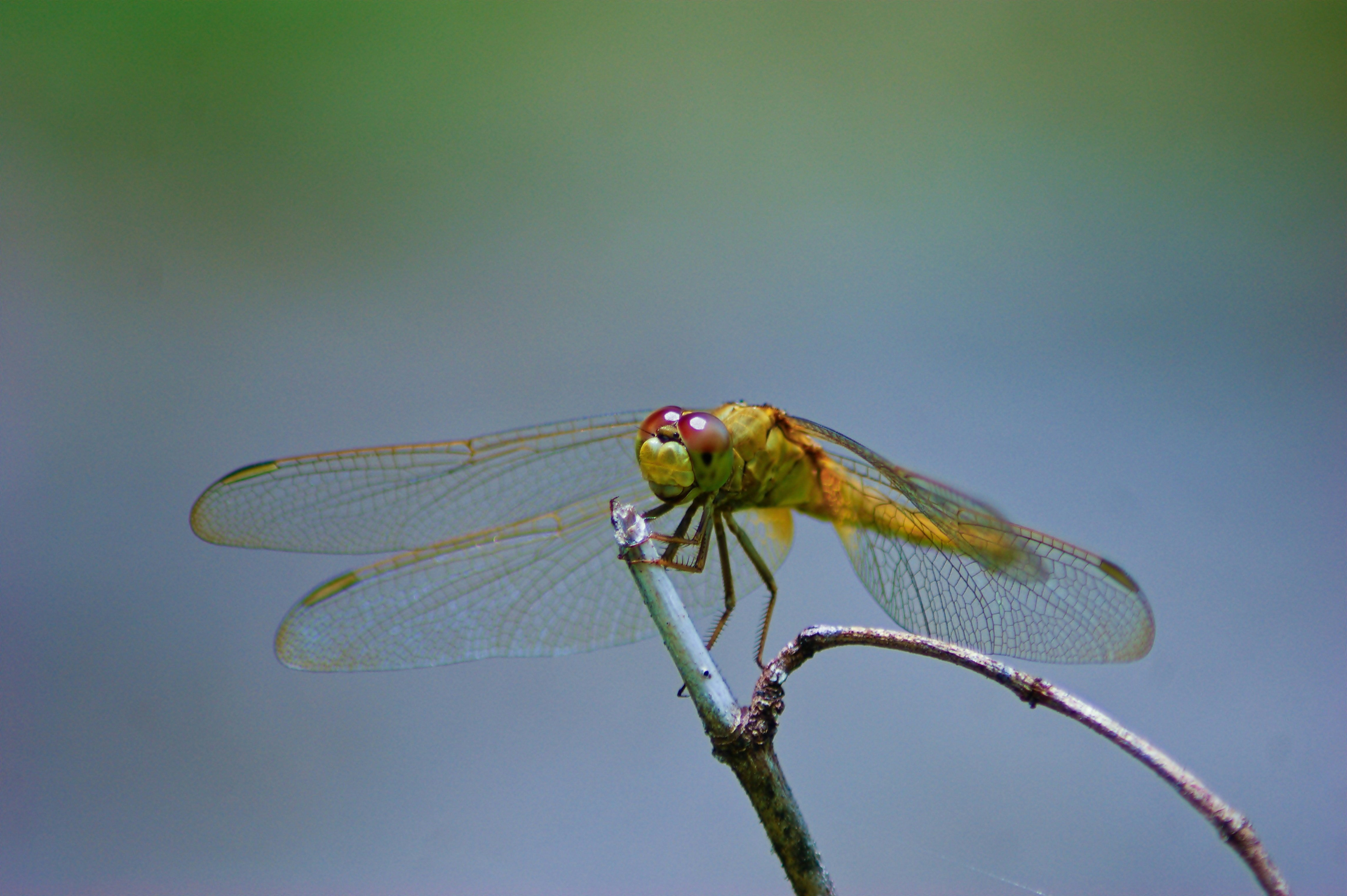 Close-up of a dragonfly resting on a twig, showcasing intricate wing patterns and vibrant colors against a blurred background.