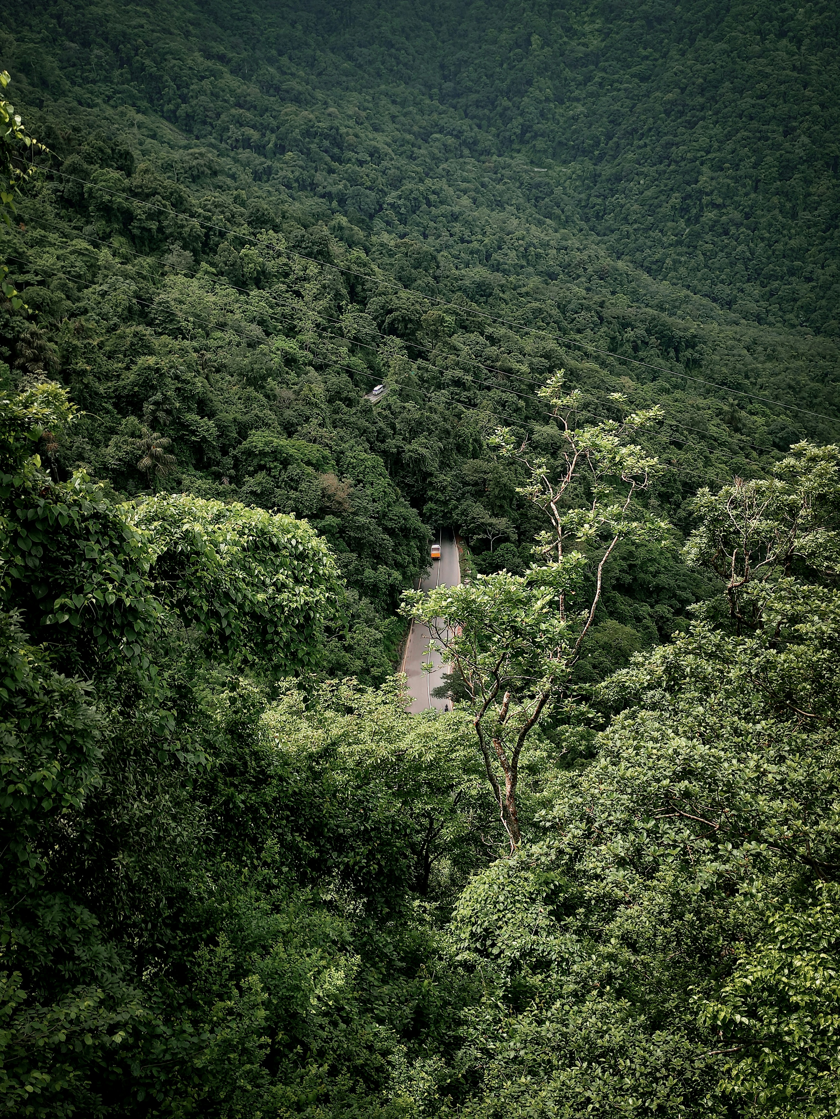 A narrow road snakes through a lush green forest, surrounded by dense foliage and towering trees. The scene captures the tranquility of nature's embrace.