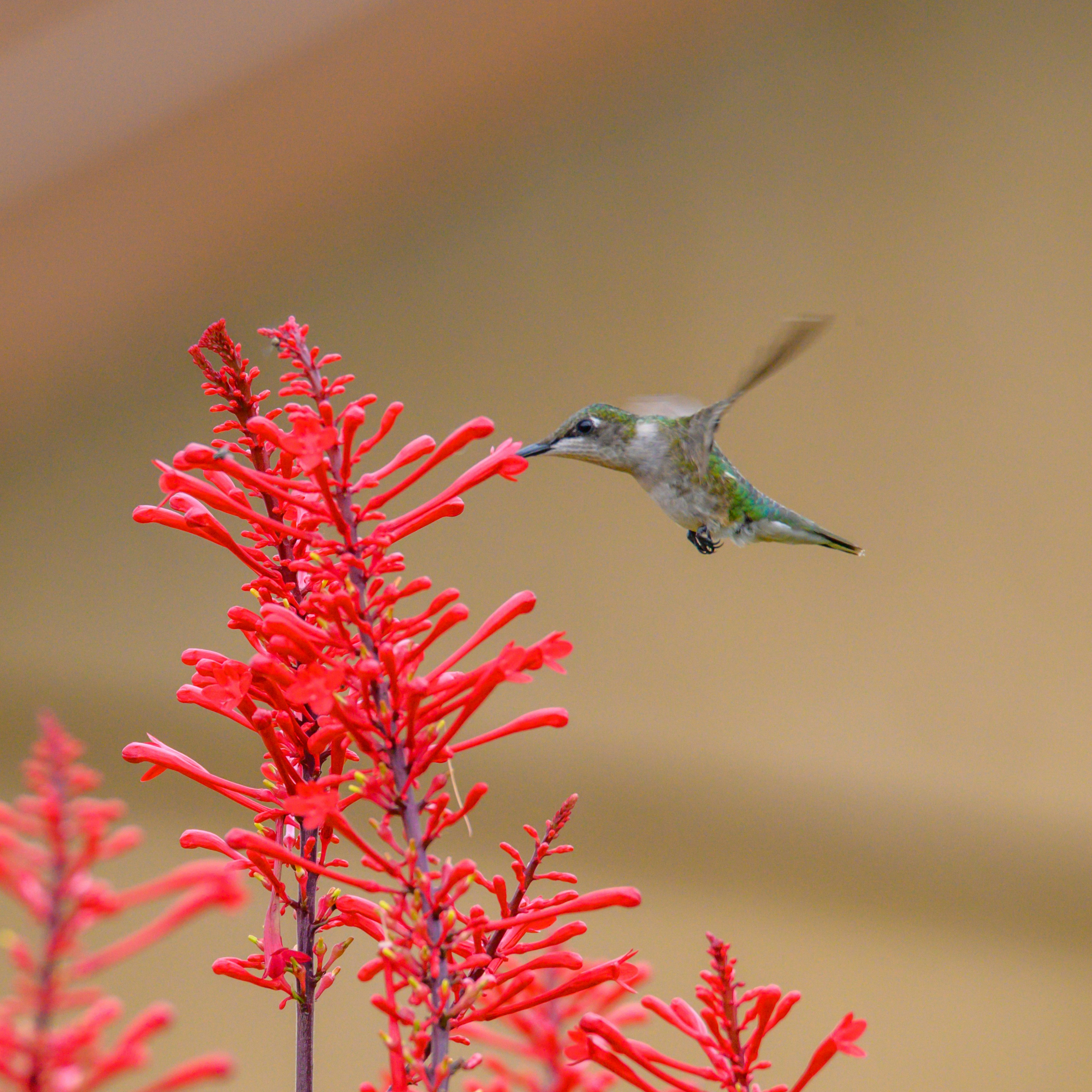 Hummingbird