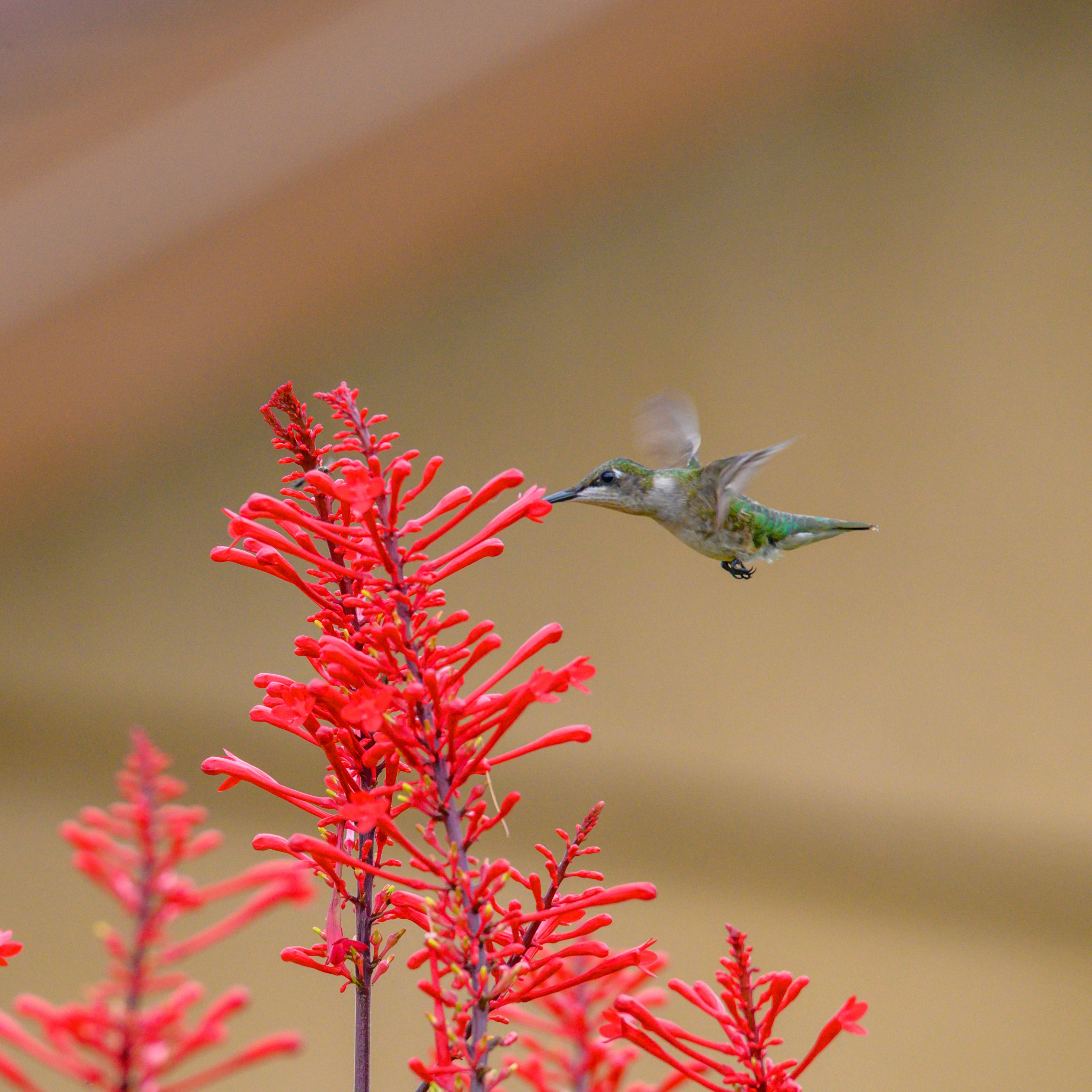 Nectar Pursuit: Hummingbird Darts Through Scarlet Plume Blossoms