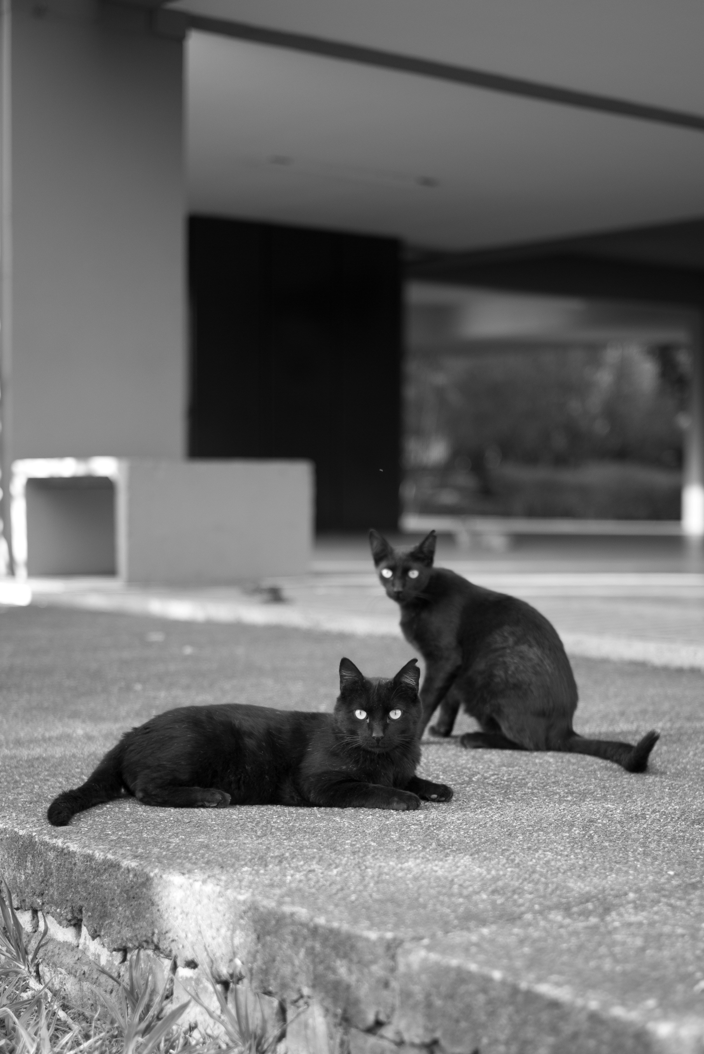 Two black cats lounging on a concrete surface, one resting while the other stands alert in a modern urban setting.