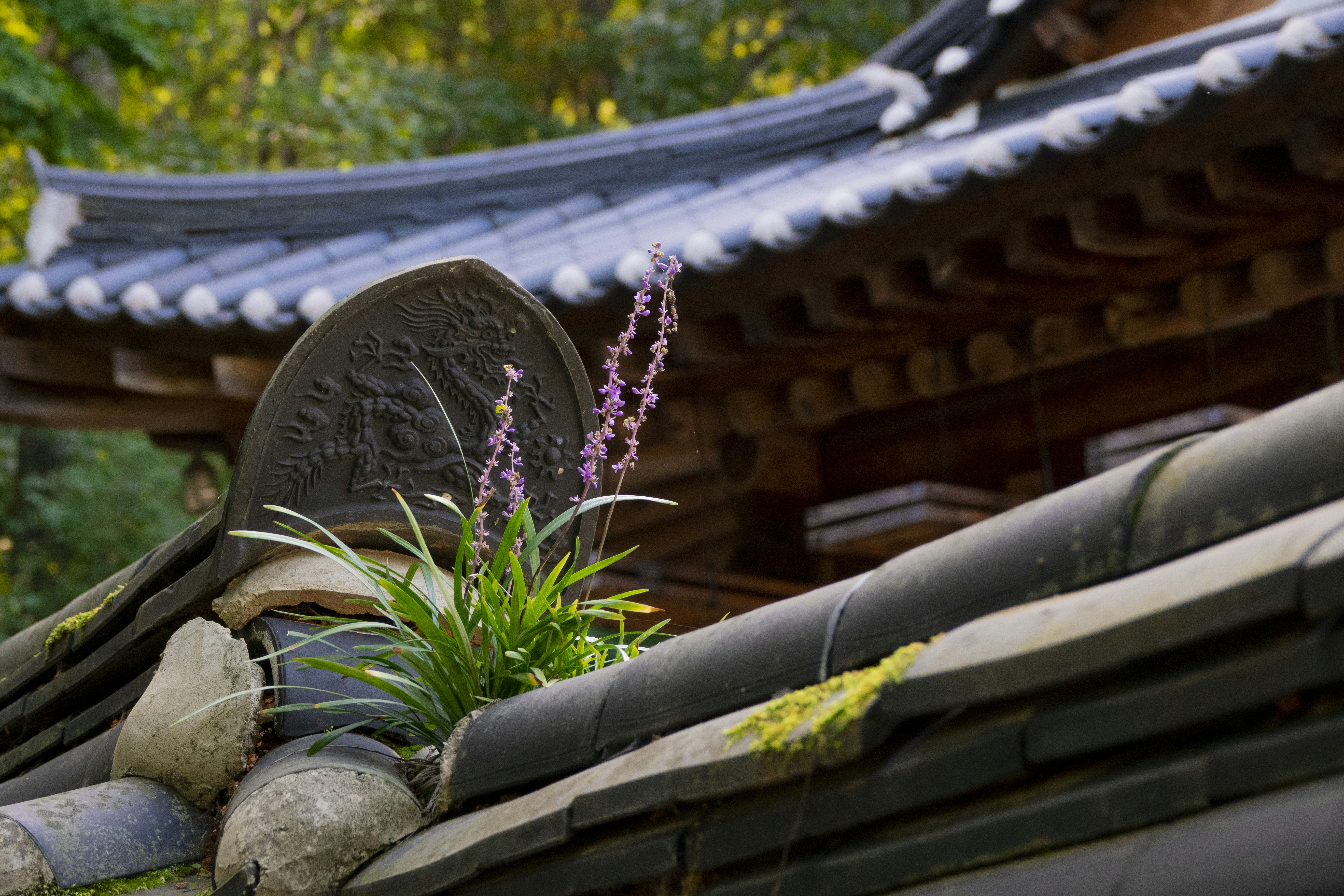Photograph of a traditional tiled roof with a carved stone ornament and purple flowers sprouting between the tiles.