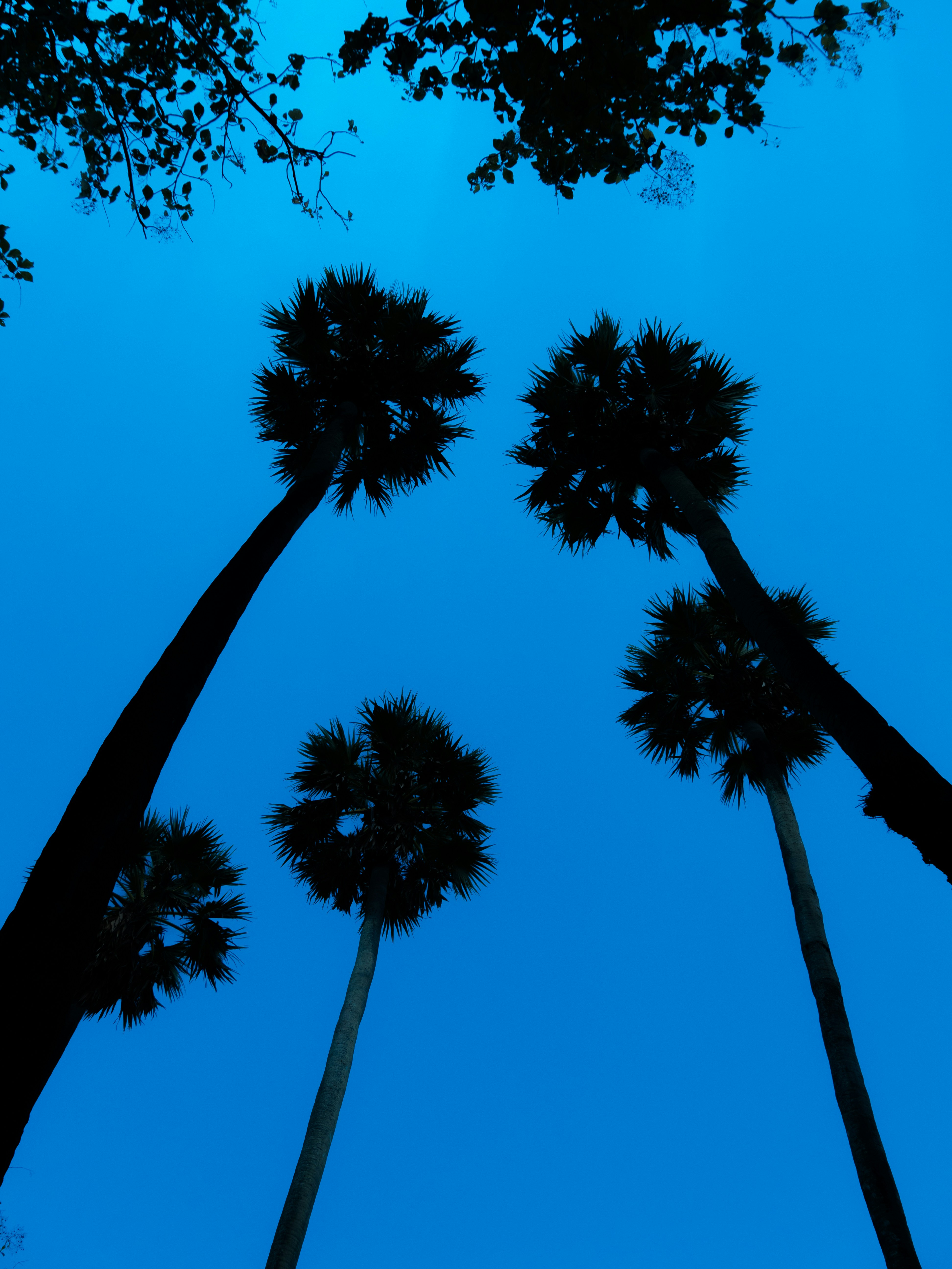 Ground-level shot of tall palm trees rising into a deep cobalt sky, creating a dramatic upward perspective.