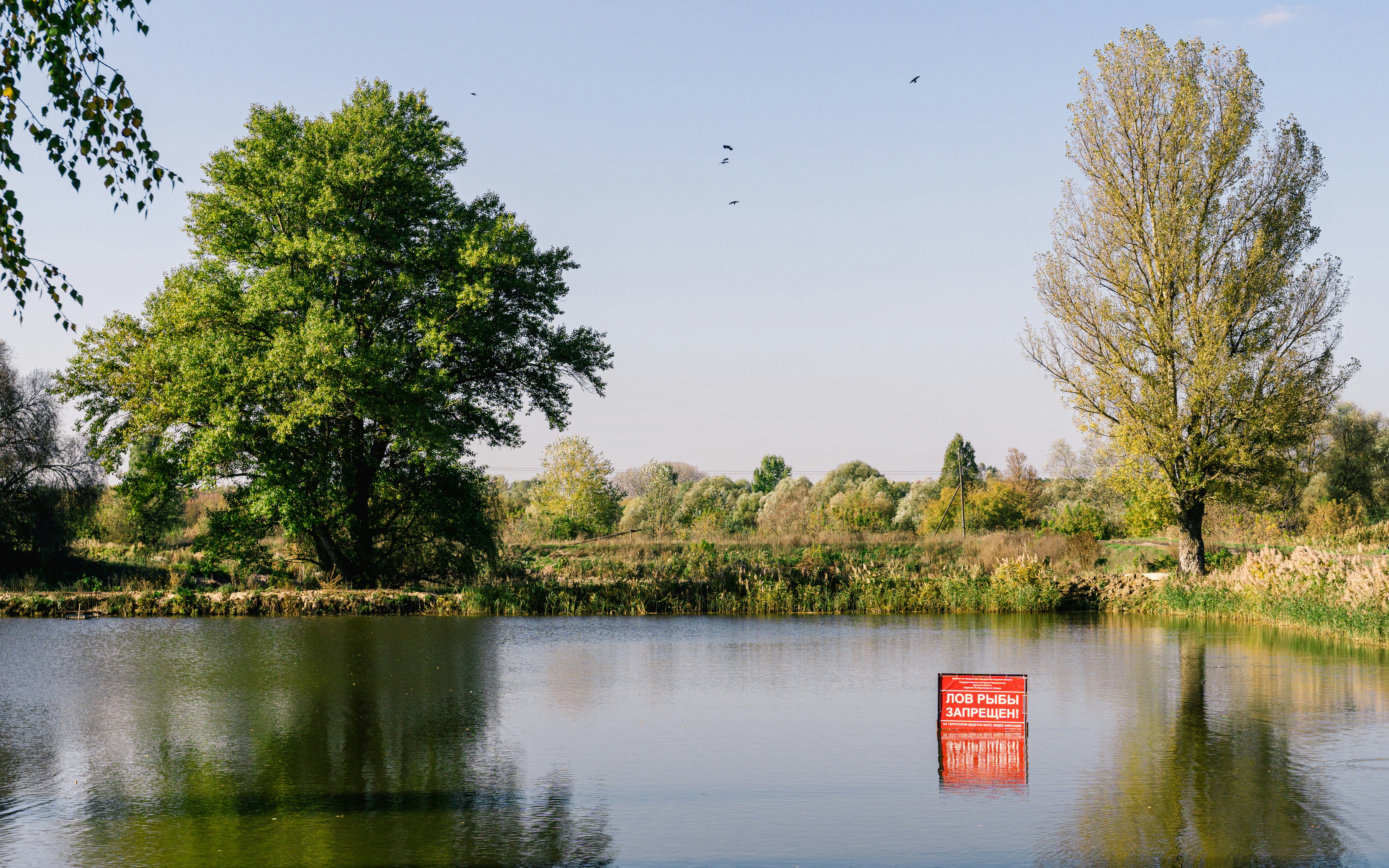 a body of water with trees and grass around it