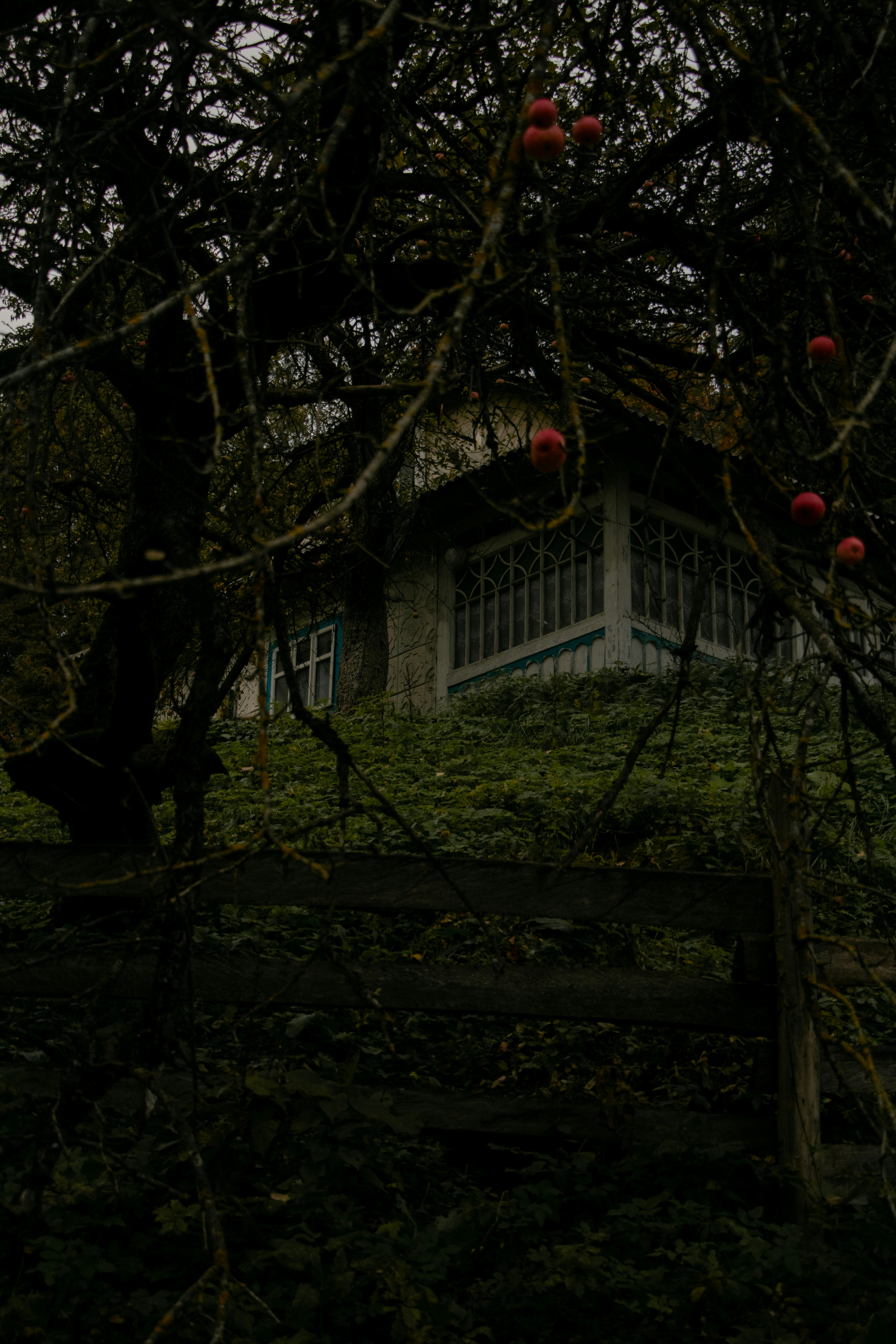 Hidden Window Behind a Forest of Tangled Branches