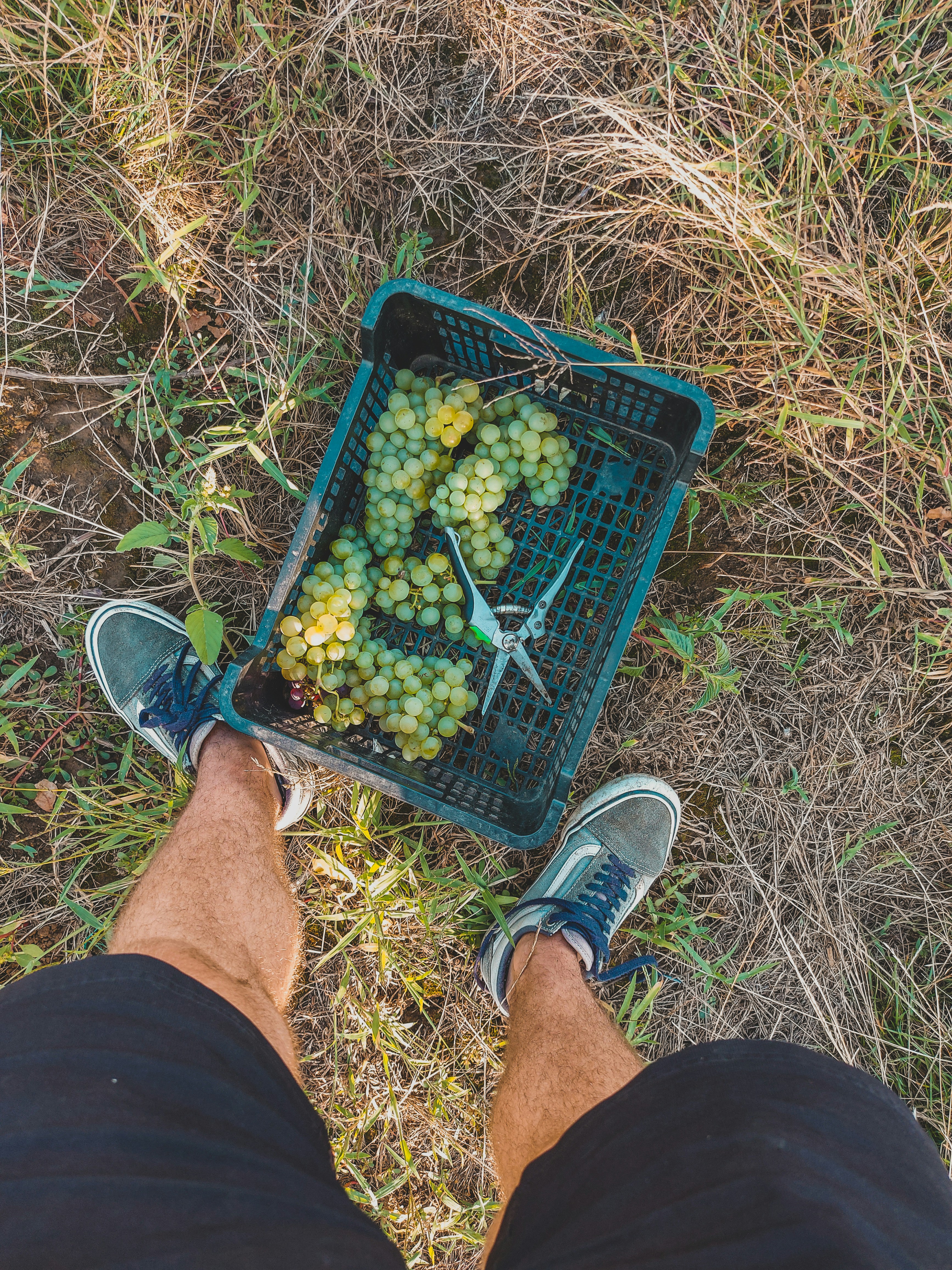 Grapes on Grass: A Runner’s Harvest