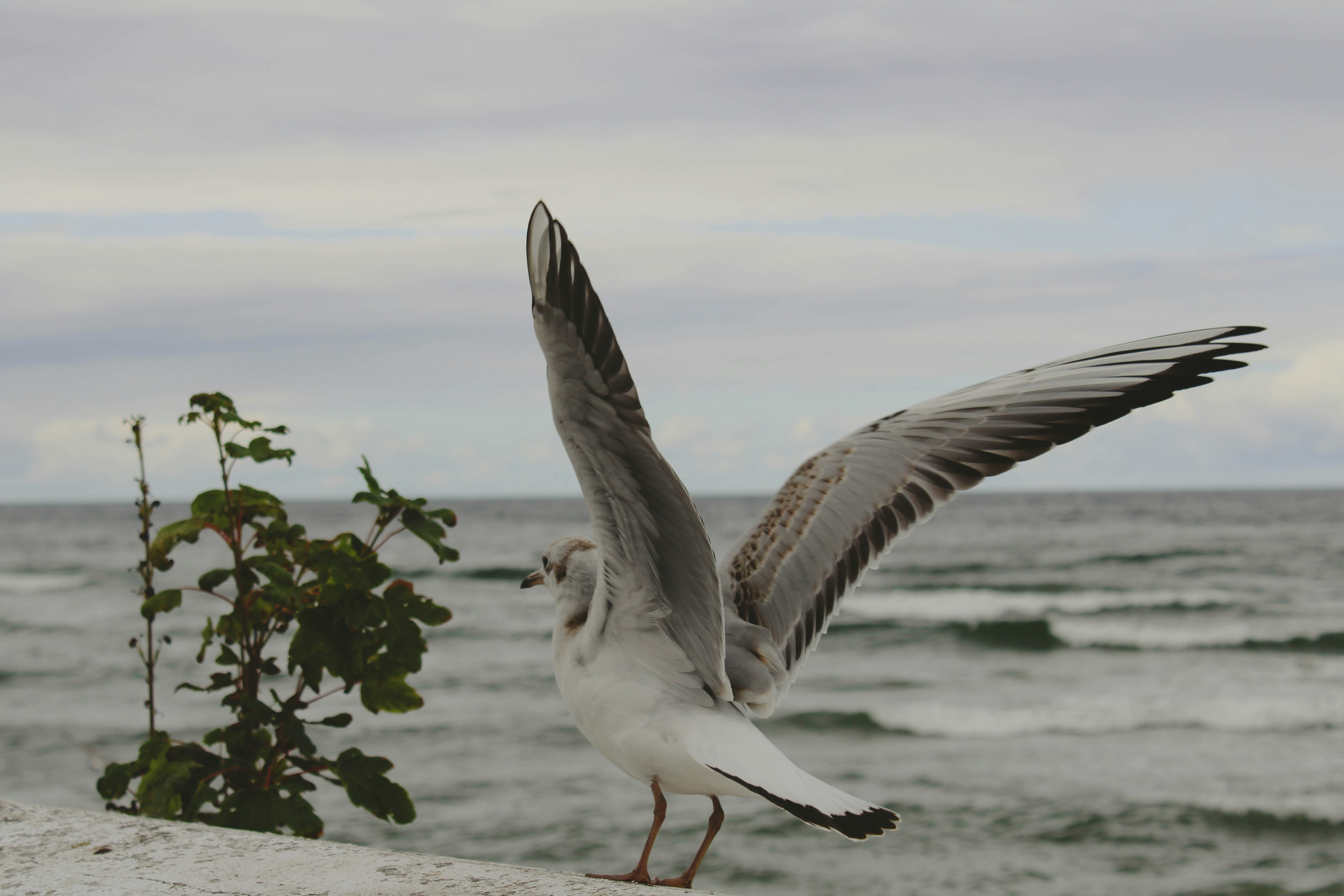 Winged Pause at the Wind-Washed Shore