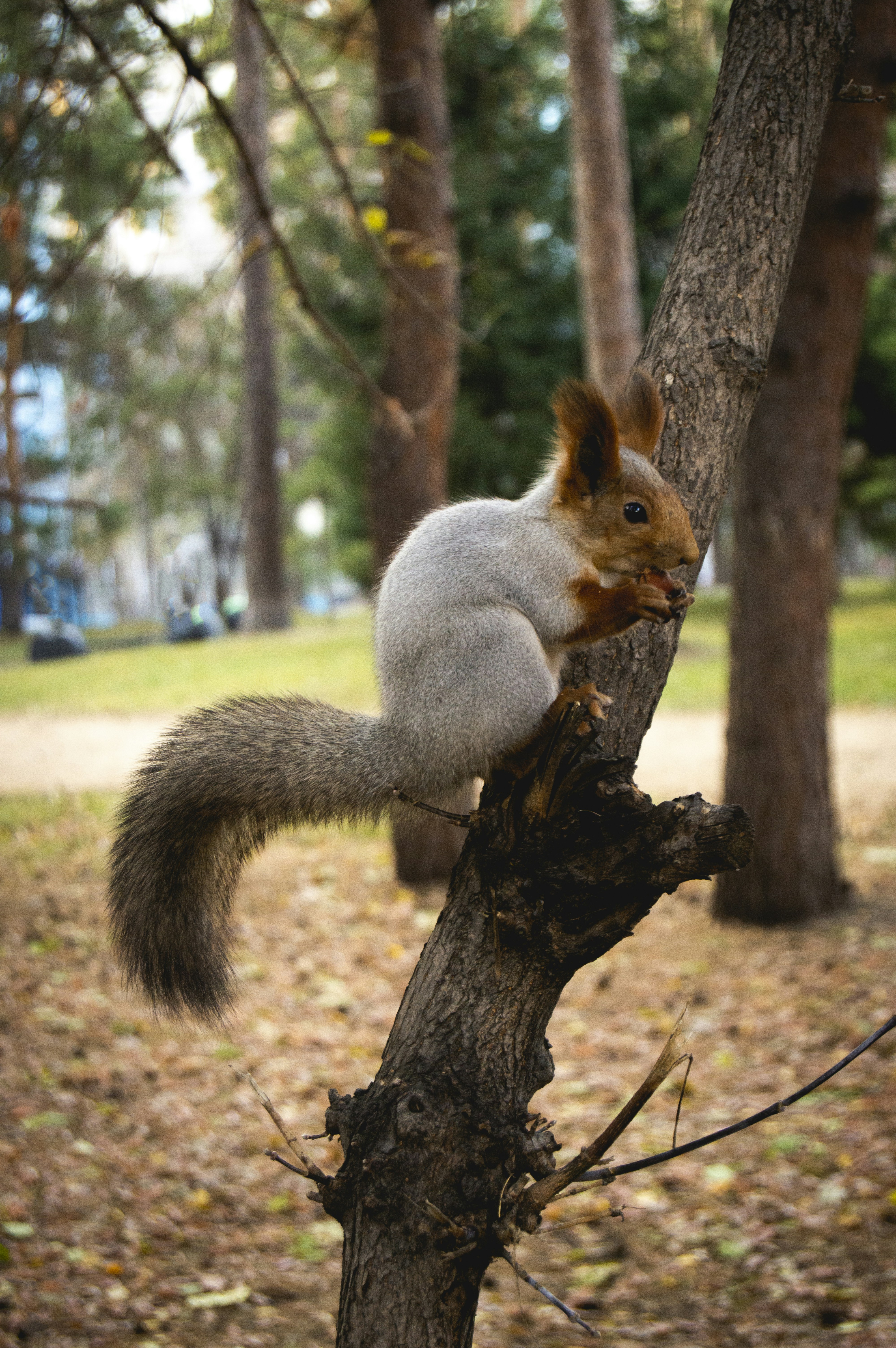 Arboreal Pause: Squirrel Snacks on a Weathered Park Branch