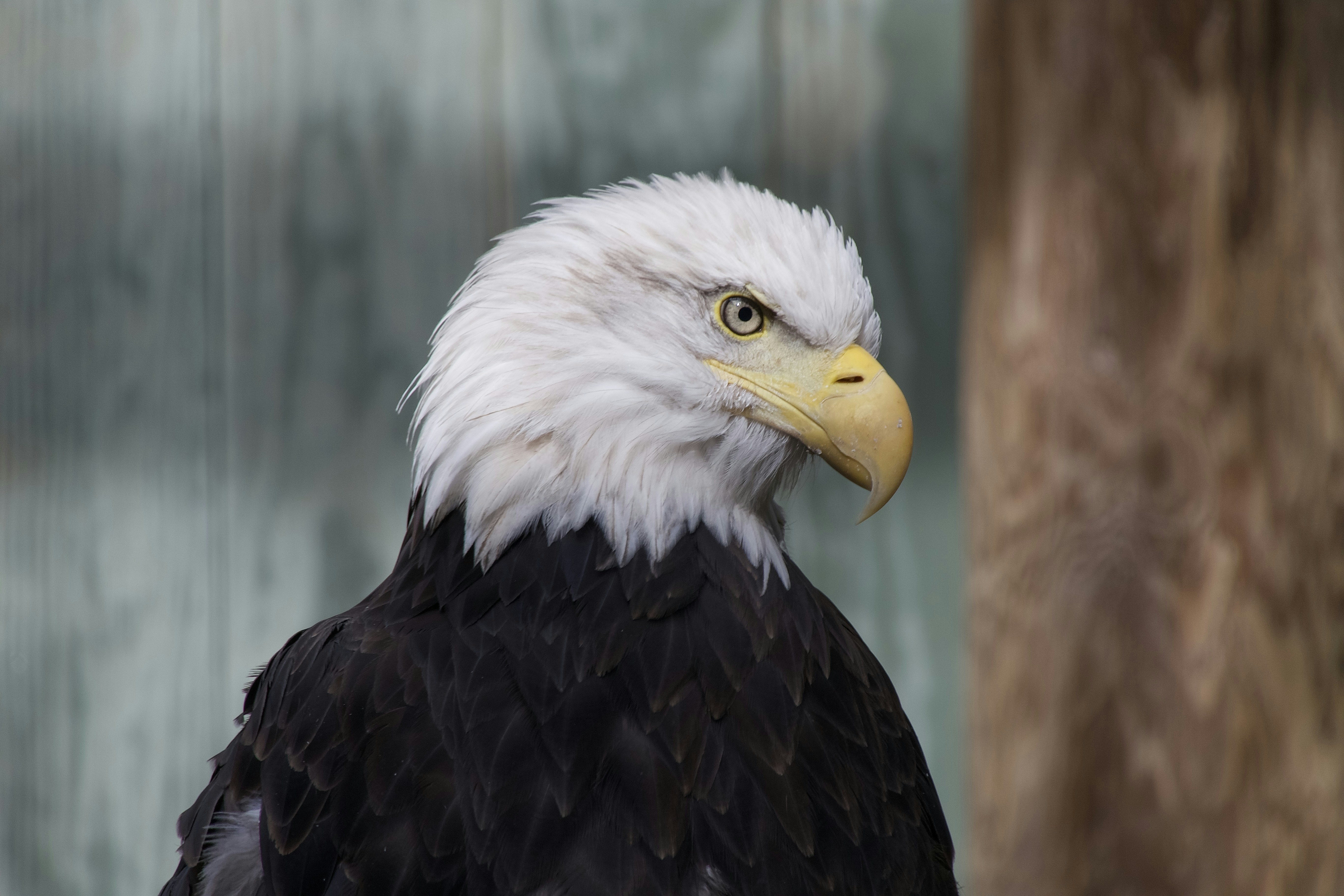 A bald eagle in a cage photo – Free Animal Image on Unsplash