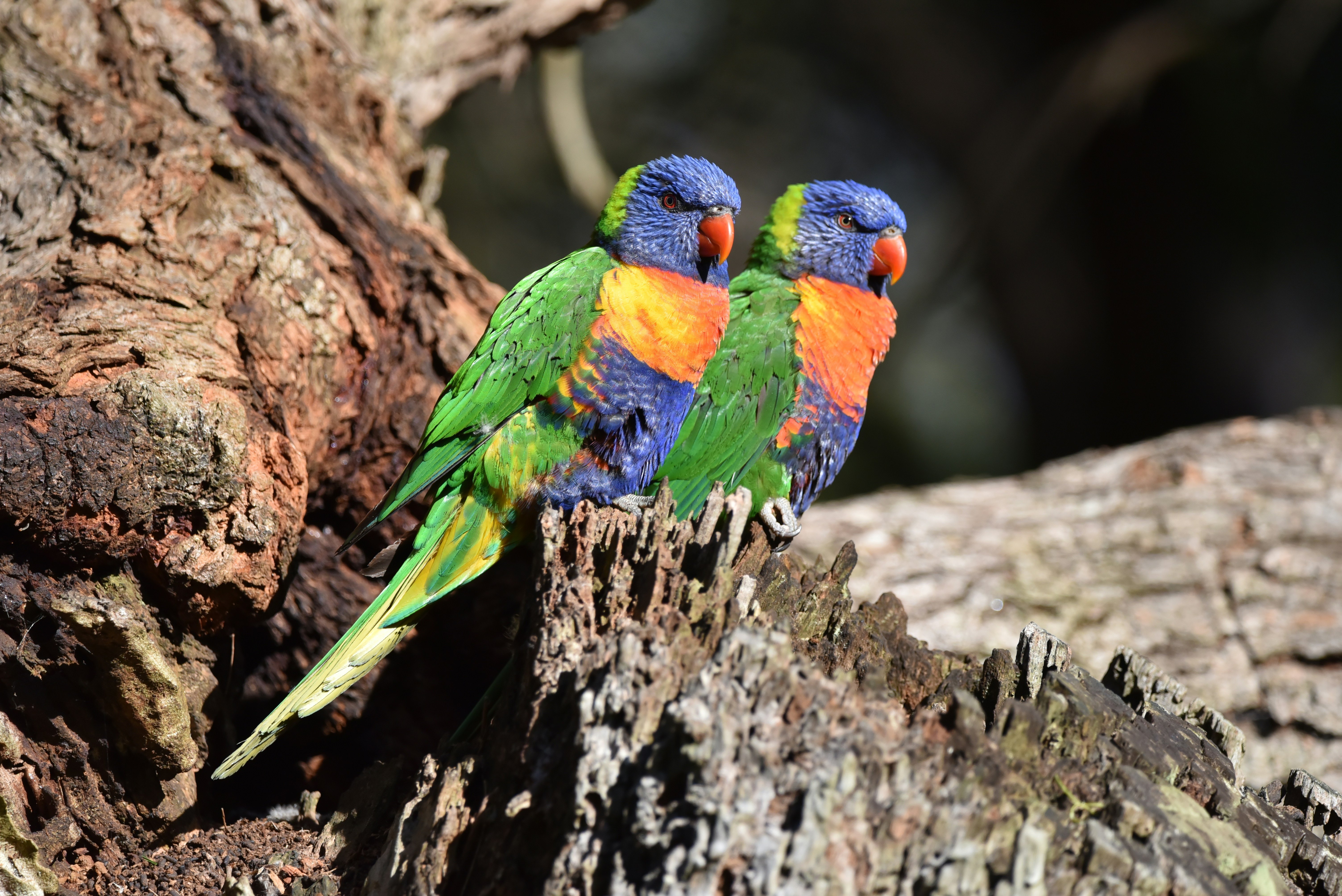 A couple of birds sitting on a tree branch photo – Free Mount waverley ...