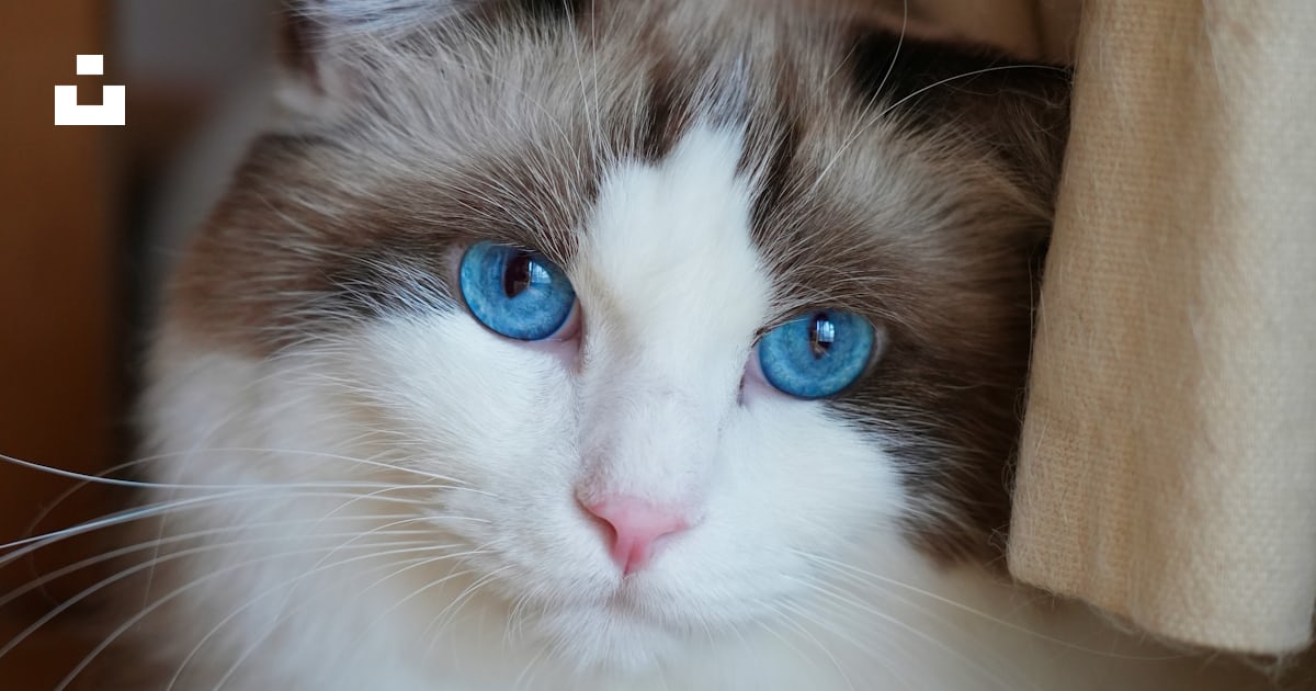파란 눈을 가진 고양이 사진 Unsplash의 무료 고양이 이미지