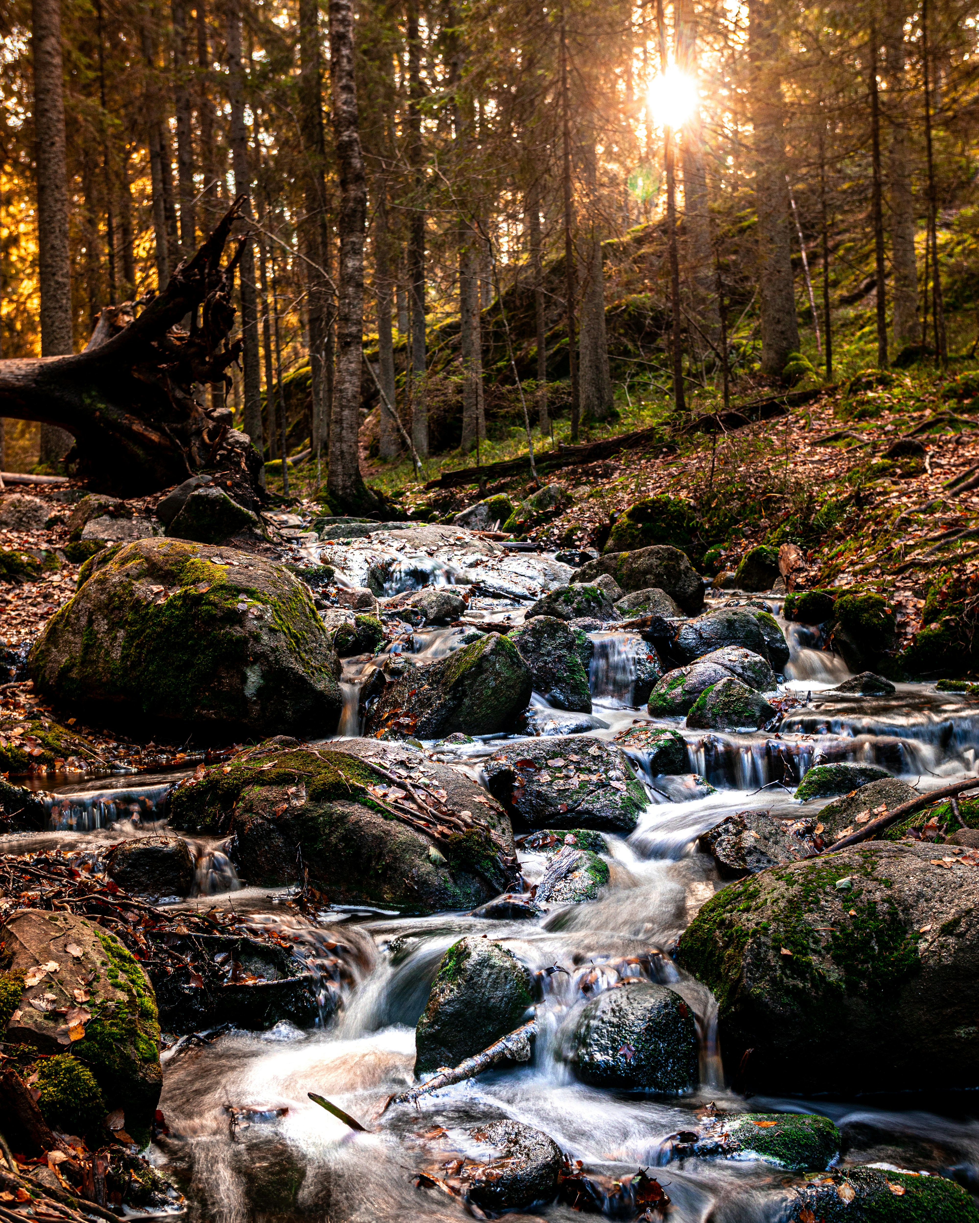 Un ruisseau dans une forêt photo – Photo L'eau Gratuite sur Unsplash