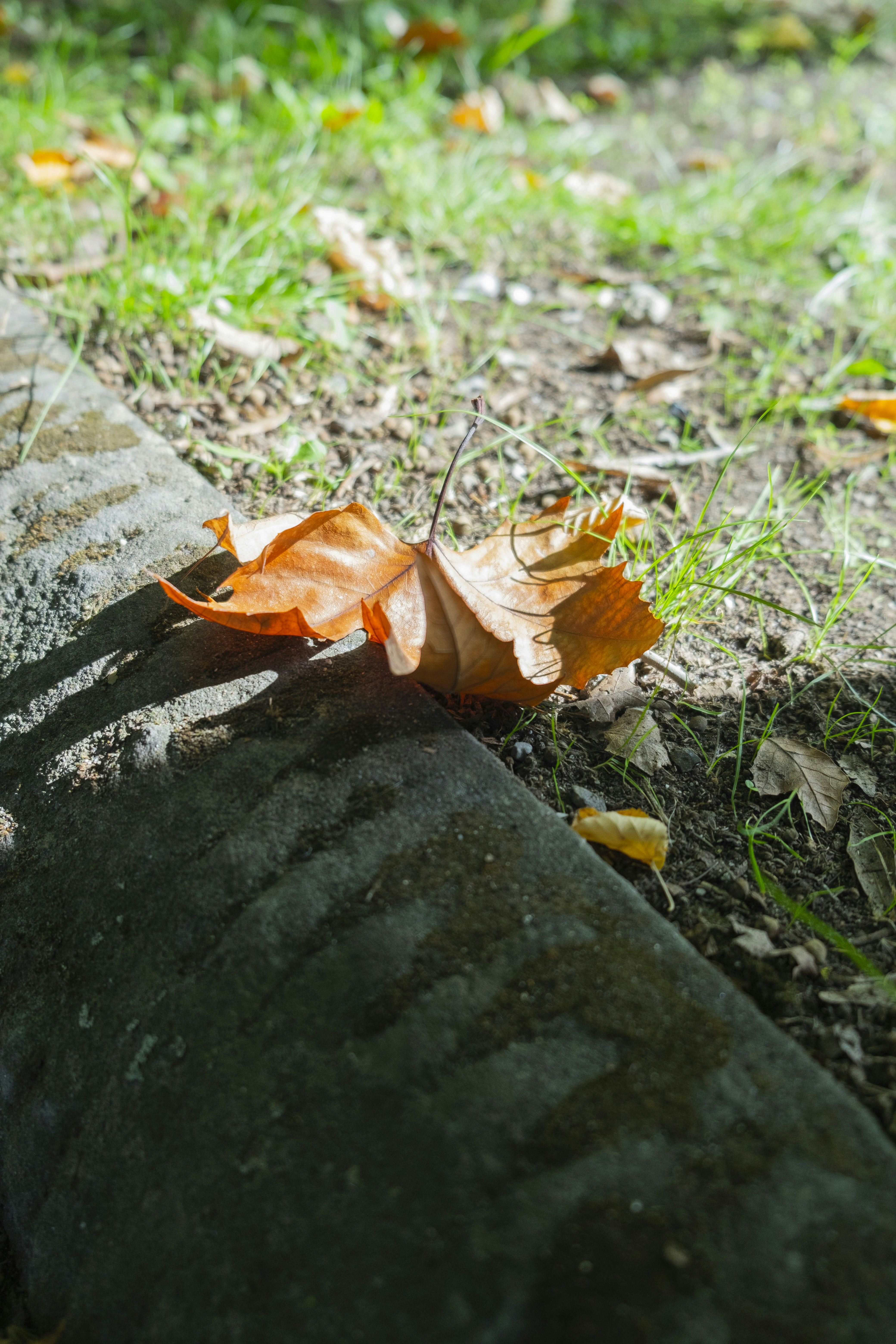 Autumn Leaf at the Curb: Quiet Light on a City Verge