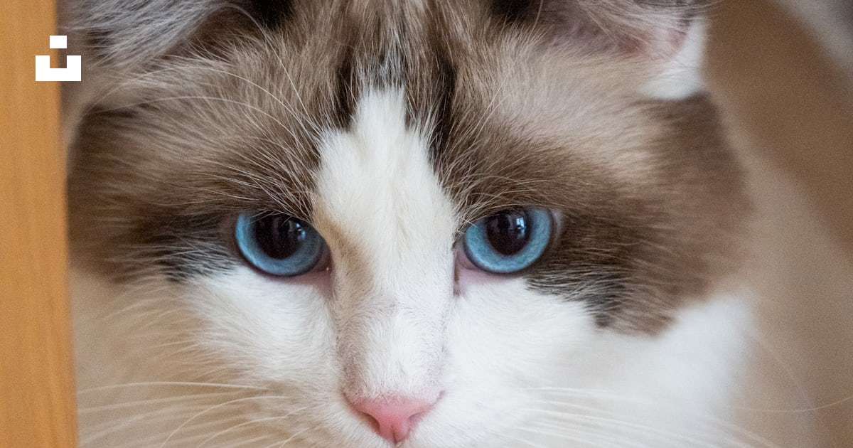 파란 눈을 가진 고양이 사진 Unsplash의 무료 고양이 이미지
