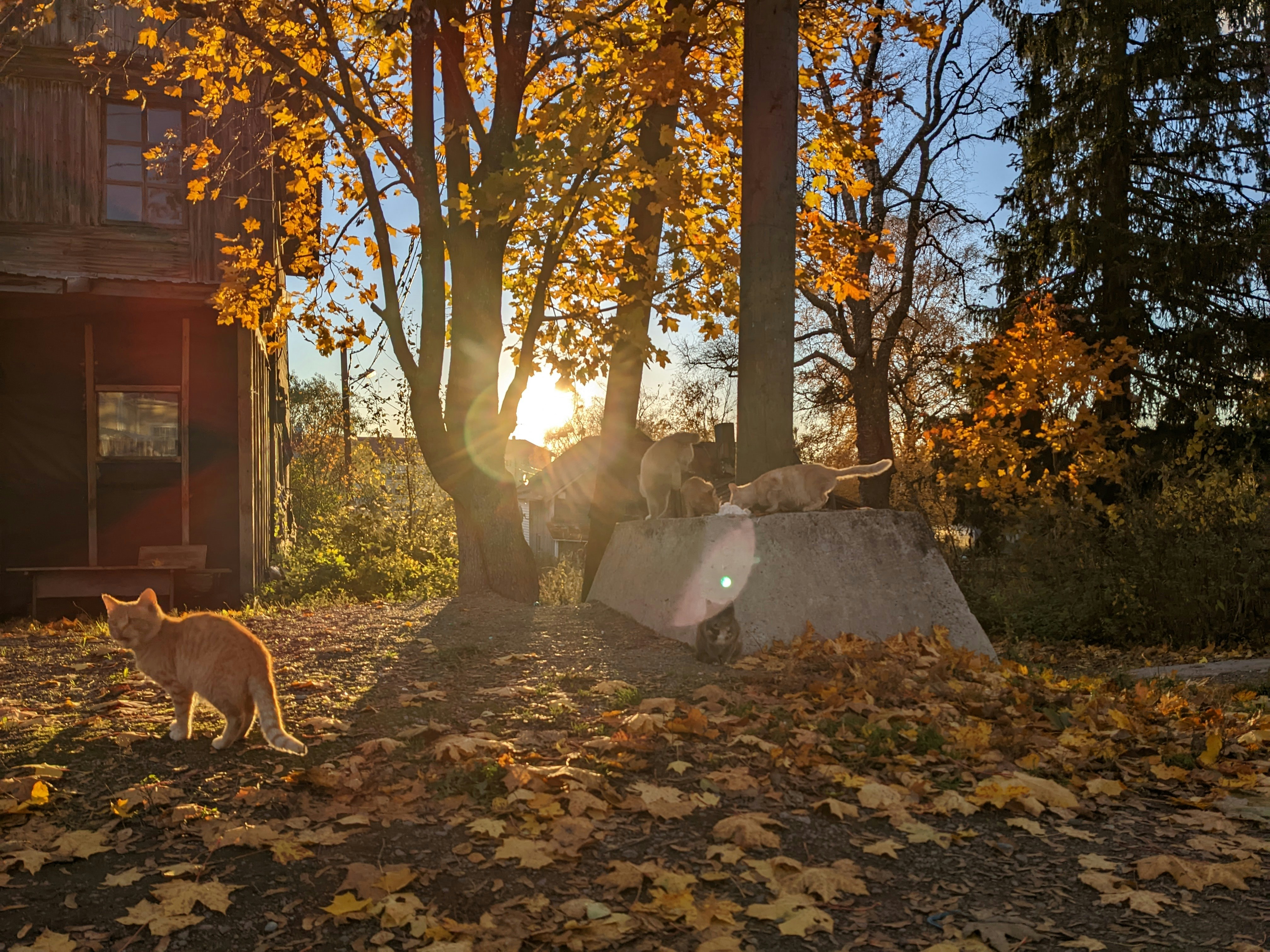 Autumnal yard with a cat in the foreground as warm backlight filters through the trees. A small group of cats lounges on a sunlit stone pedestal in the background.