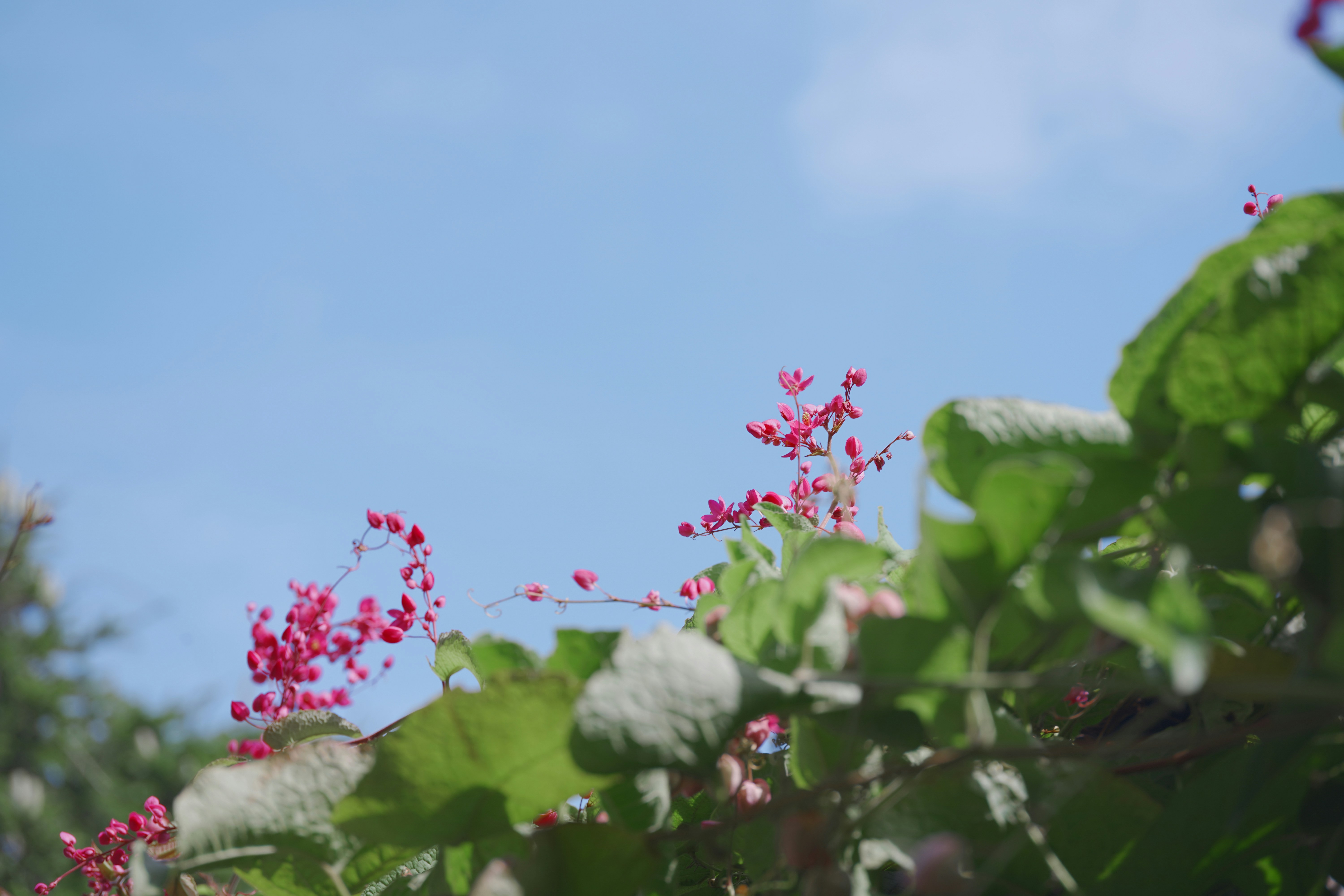 Crimson Buds Framing a Sky-Blue Canvas