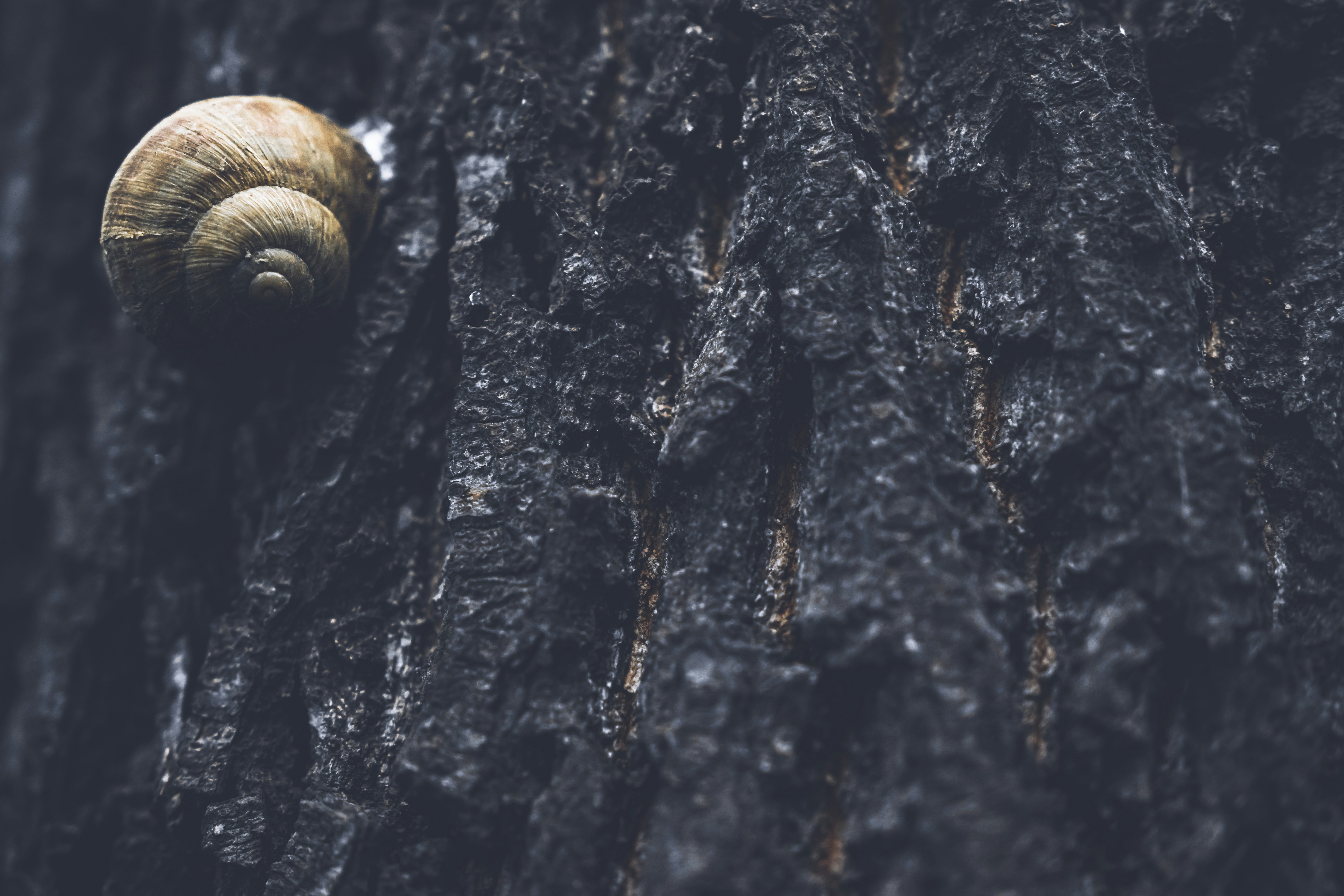 Shell on Bark: a Quiet Moment of Texture and Light