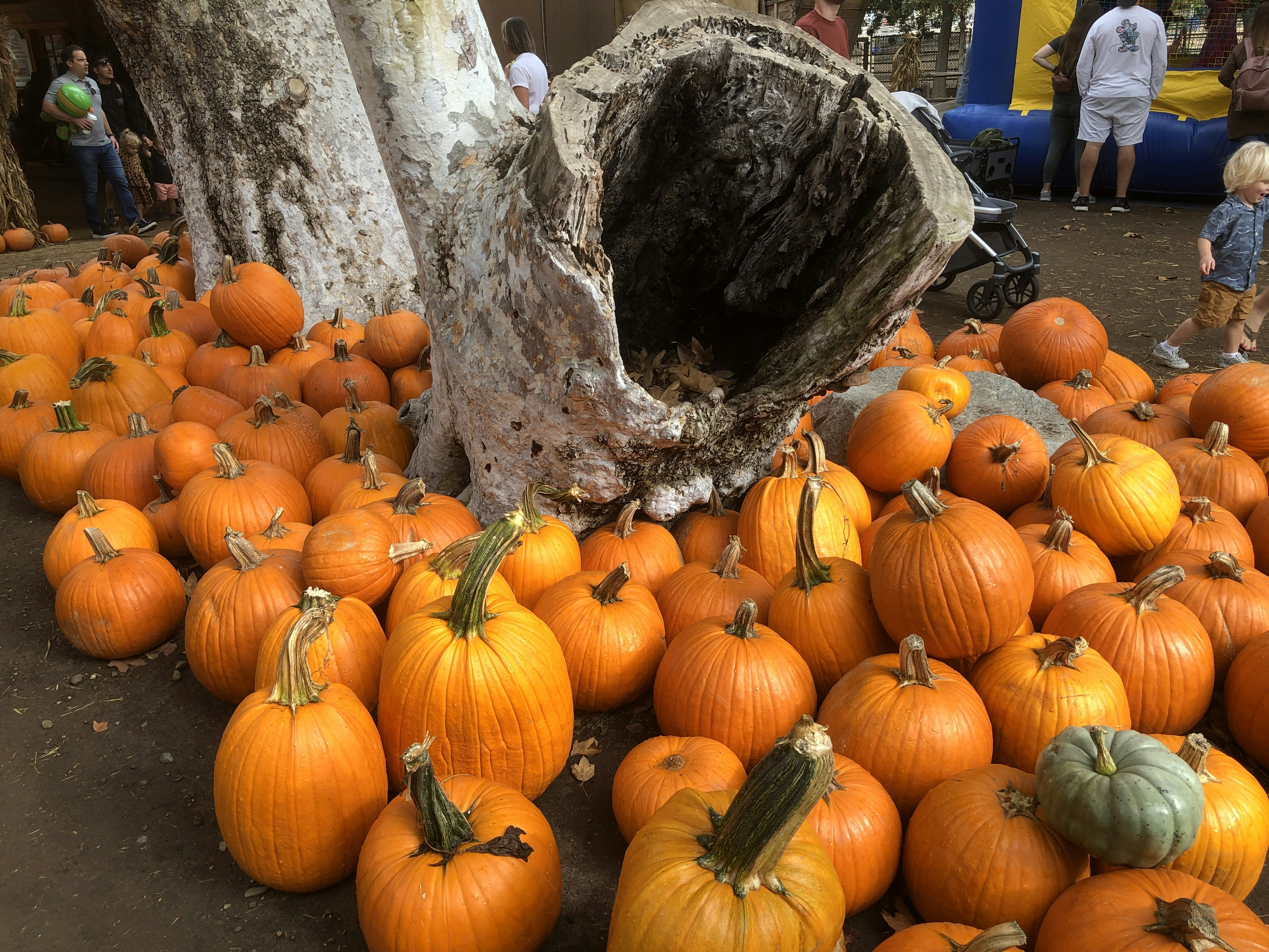 Cluster of pumpkins surrounding a hollow tree trunk at a pumpkin patch.