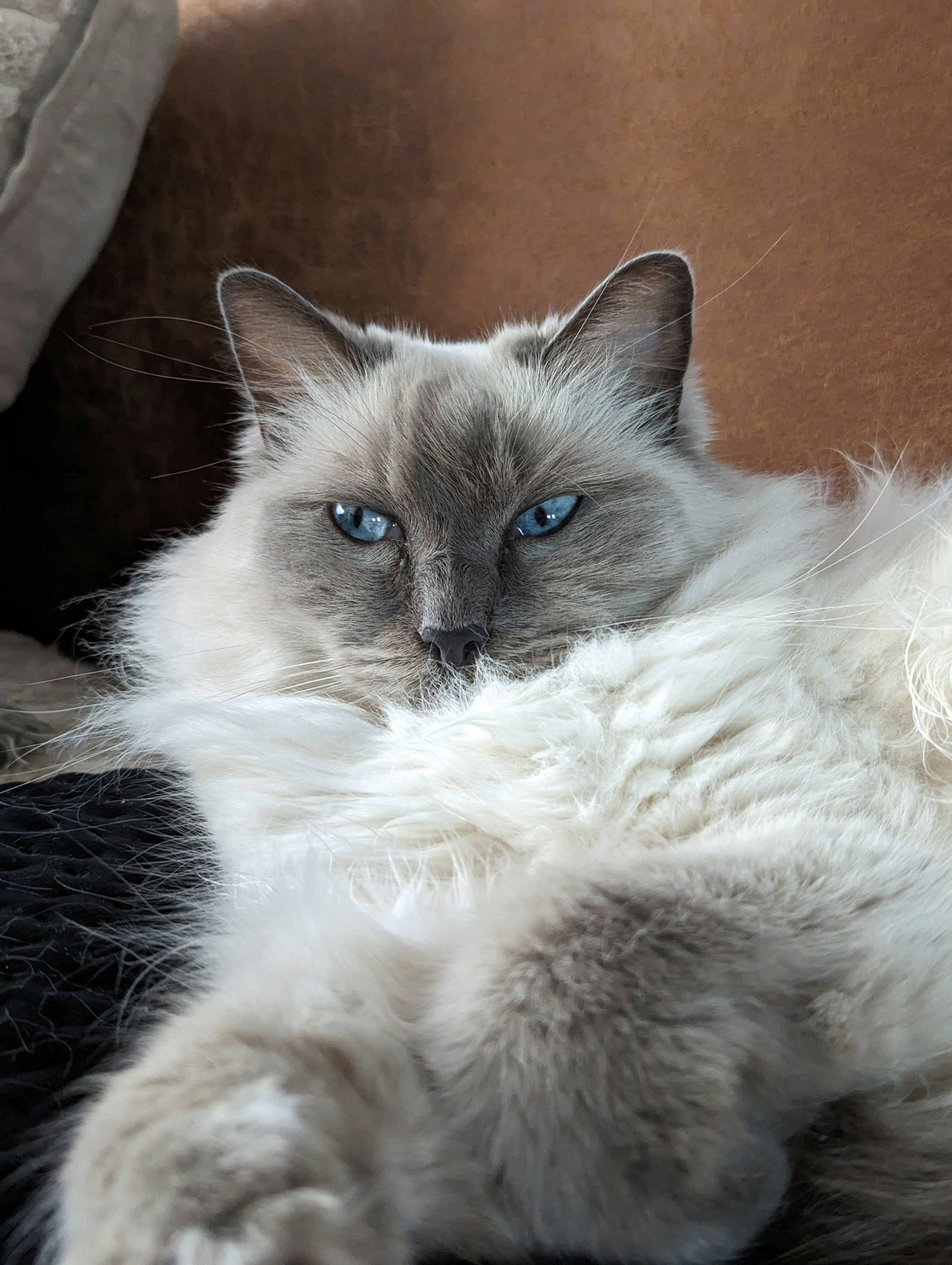 A fluffy cat with striking blue eyes lounging comfortably on a couch, exuding a sense of calm and tranquility.