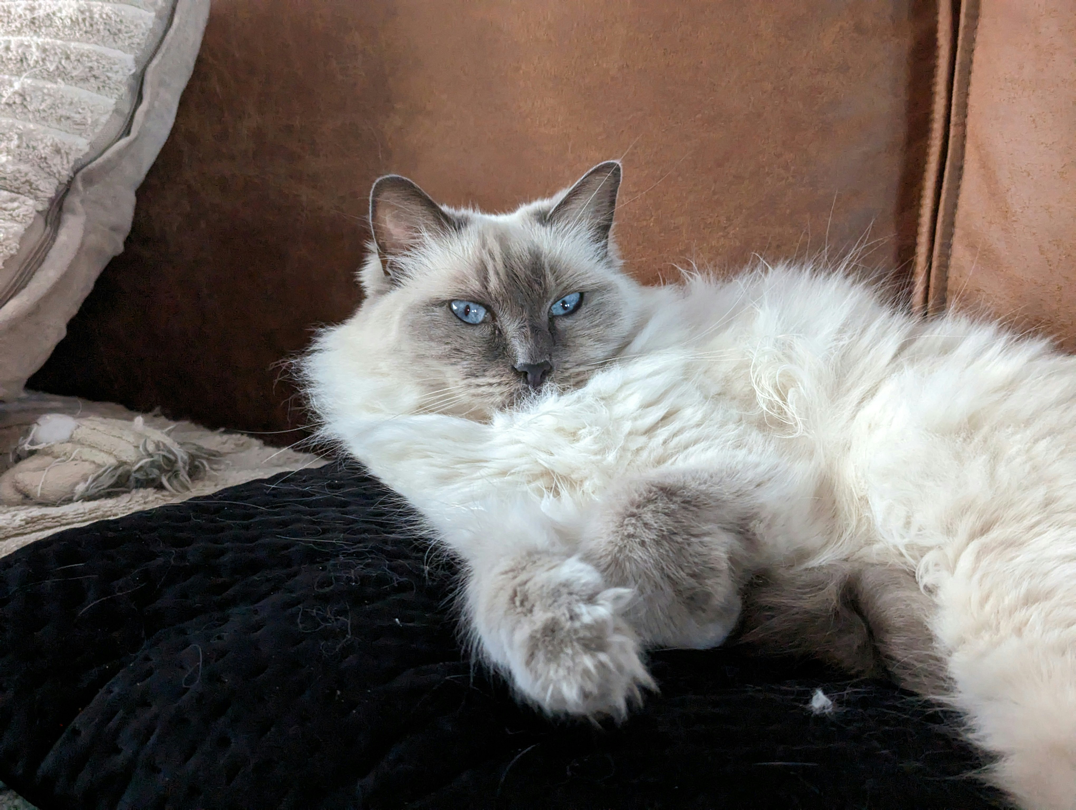 Fluffy cat lounging on a plush black cushion, exuding tranquility with striking blue eyes. The warm tones of the background enhance the relaxed atmosphere.