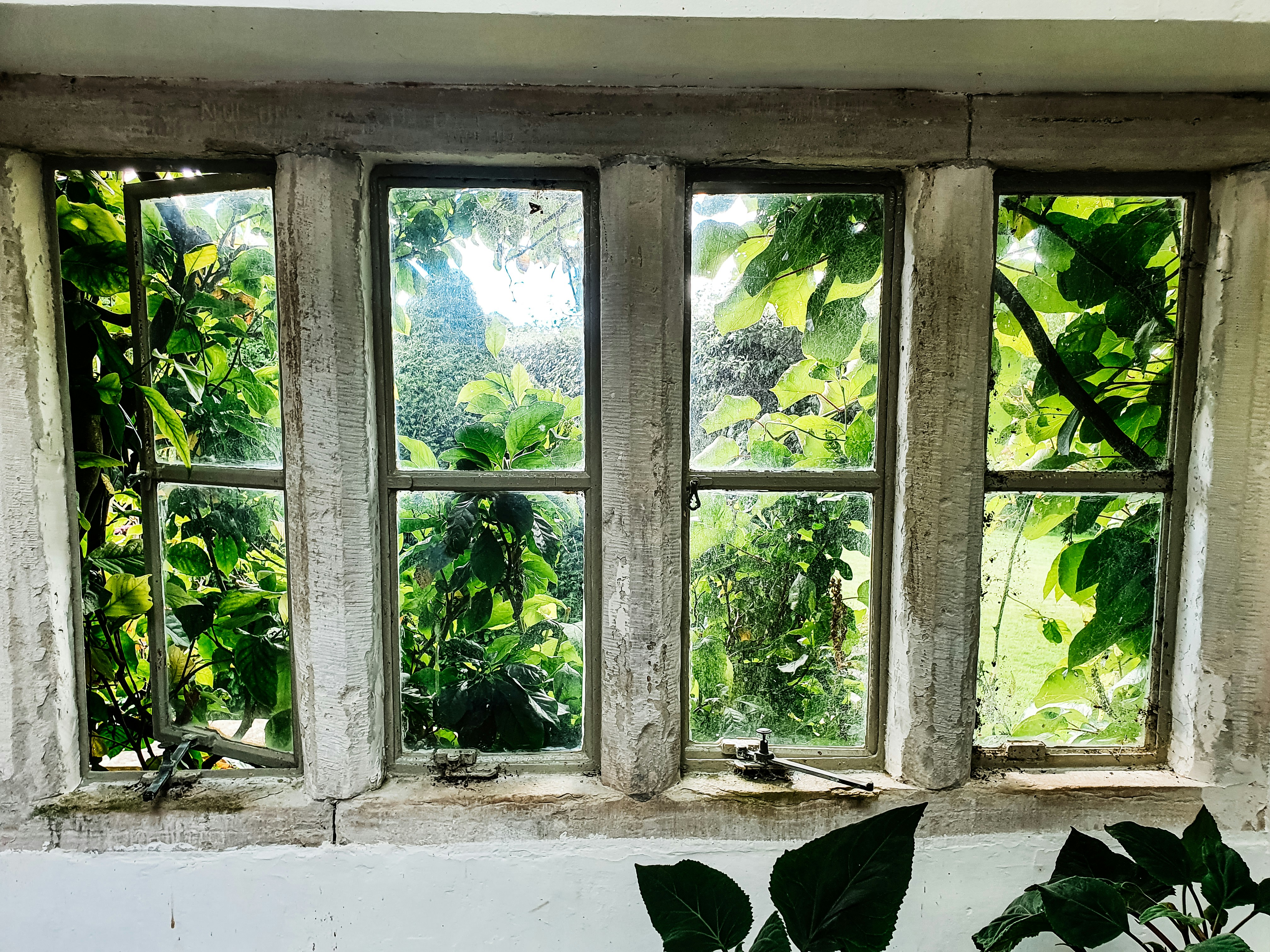 Lush green foliage seen through an old, multi-paned window with plants in the foreground.