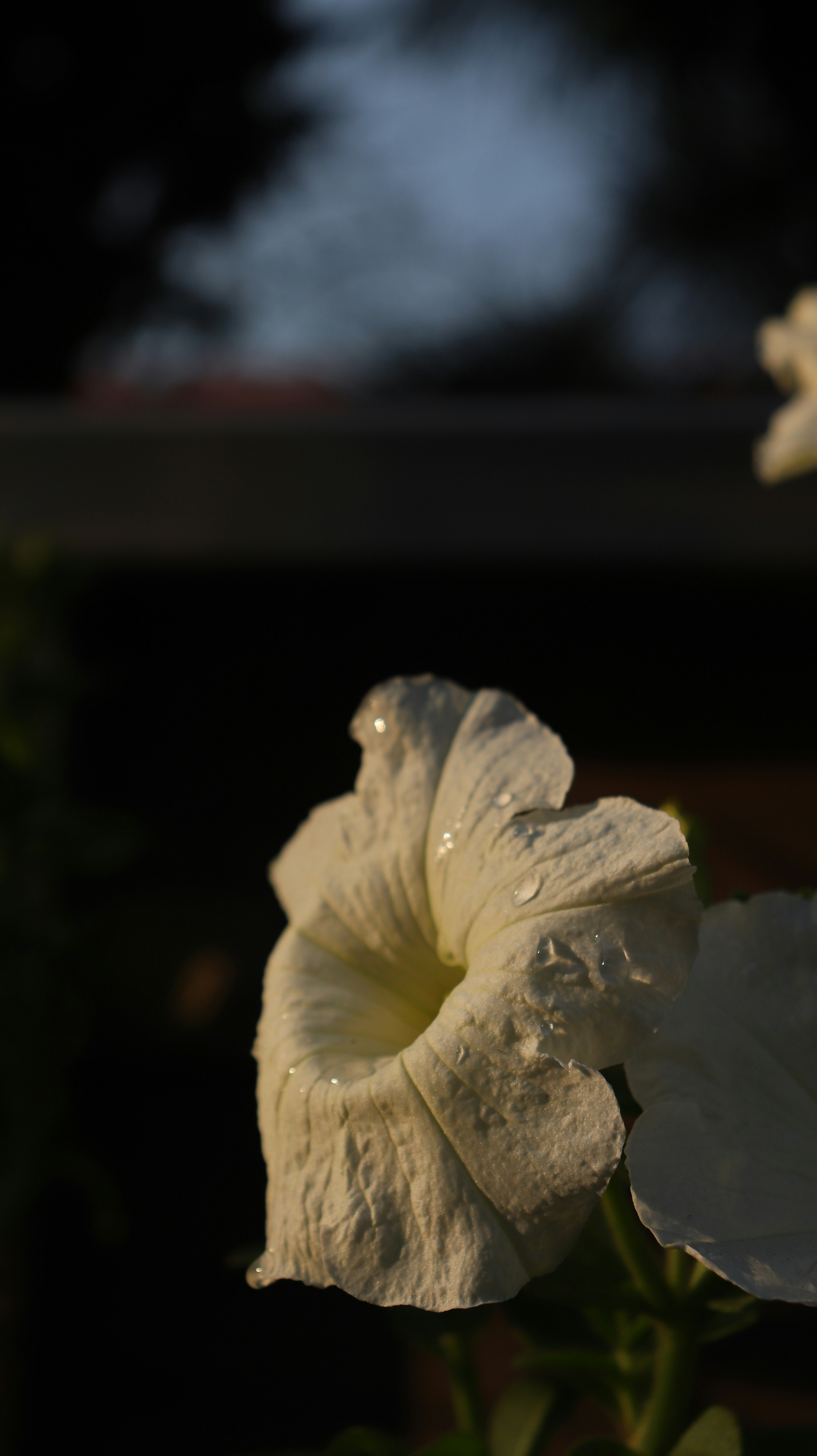 Dew-speckled Hibiscus in a Narrow Slice of Sunset Light
