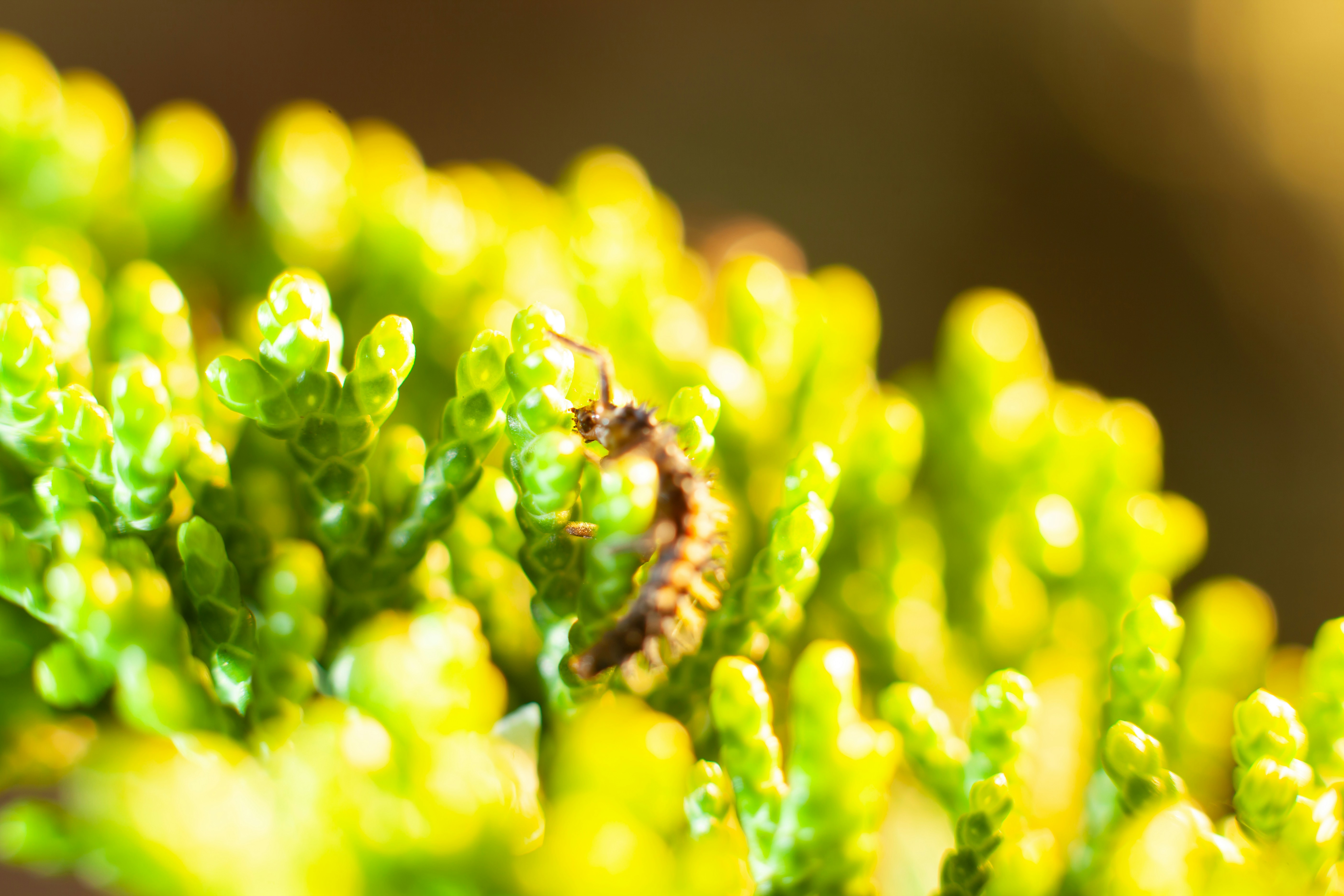 a bee on a flower