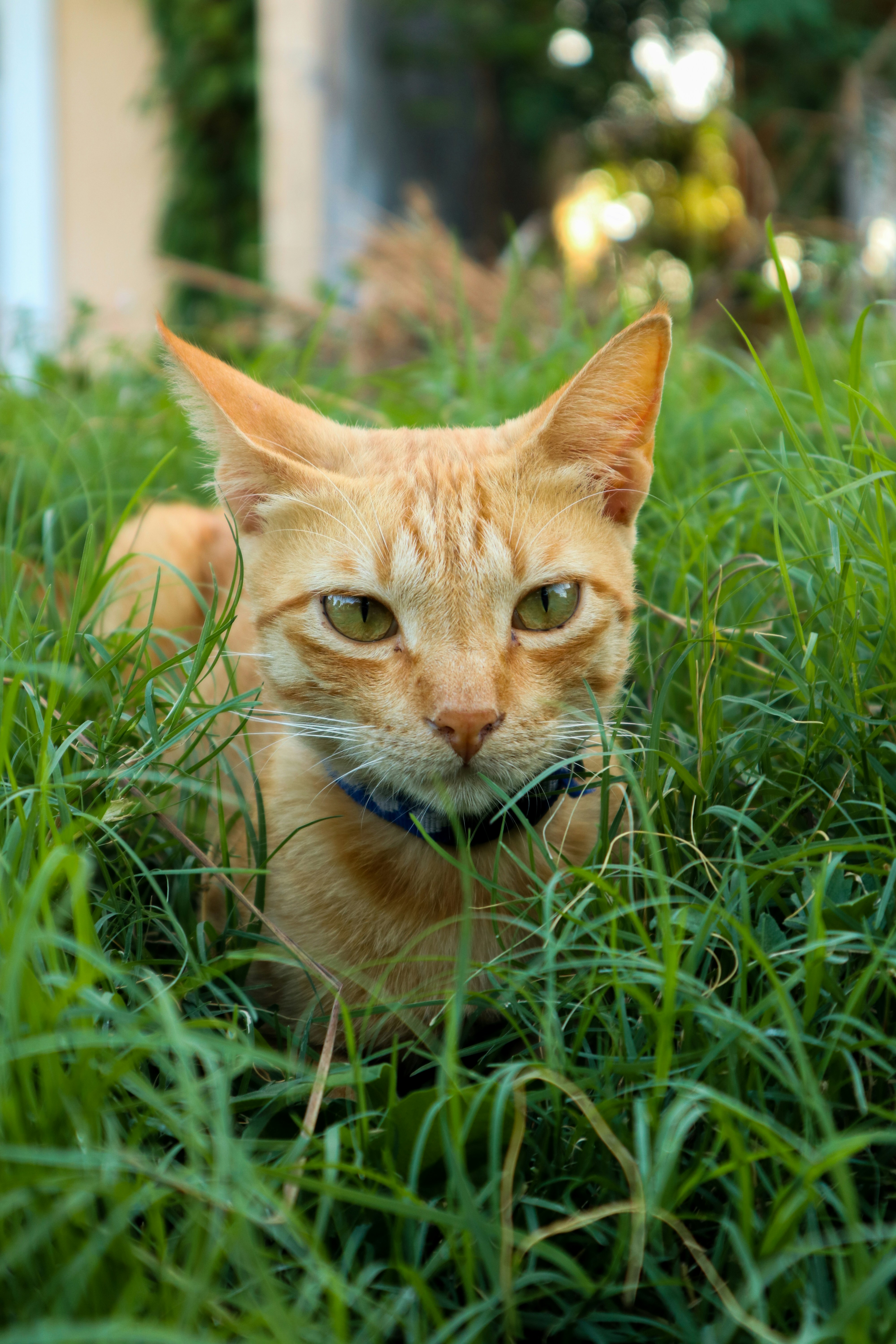 A cat in the grass photo – Free Cat Image on Unsplash